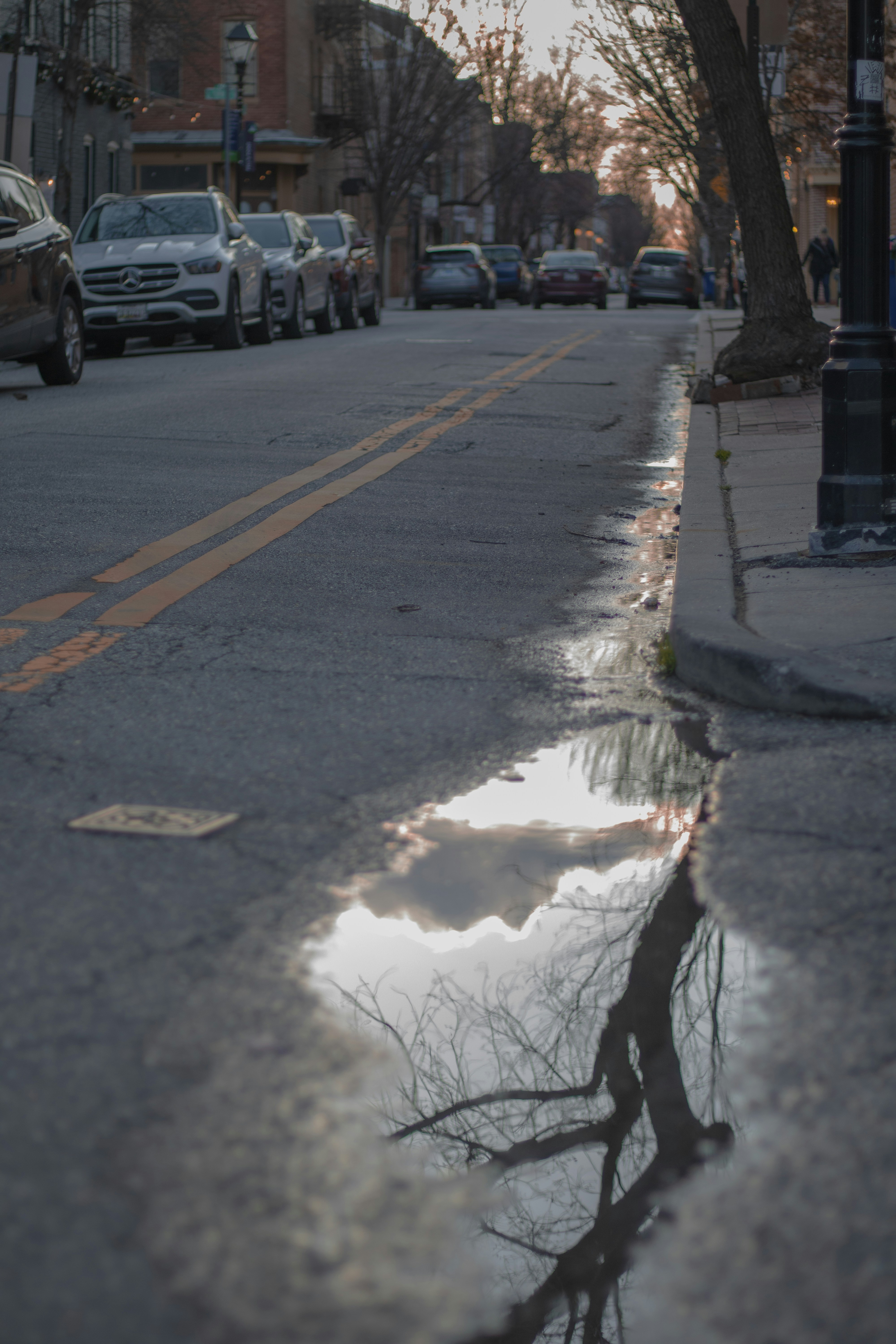 A reflection of a tree in a puddle of water