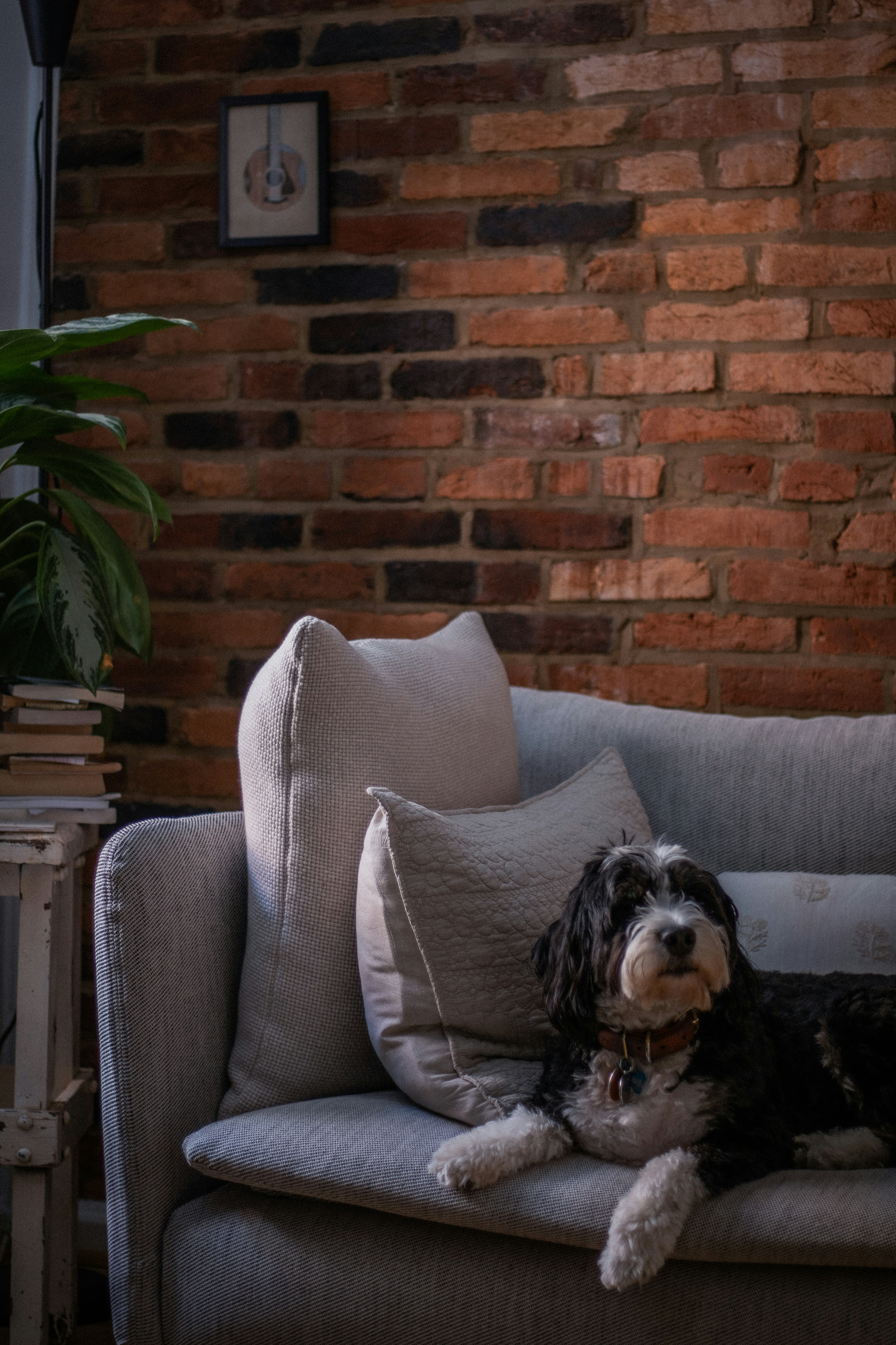 Brick-Walled Comfort: A Calm Couch Moment with a Black-and-White Dog