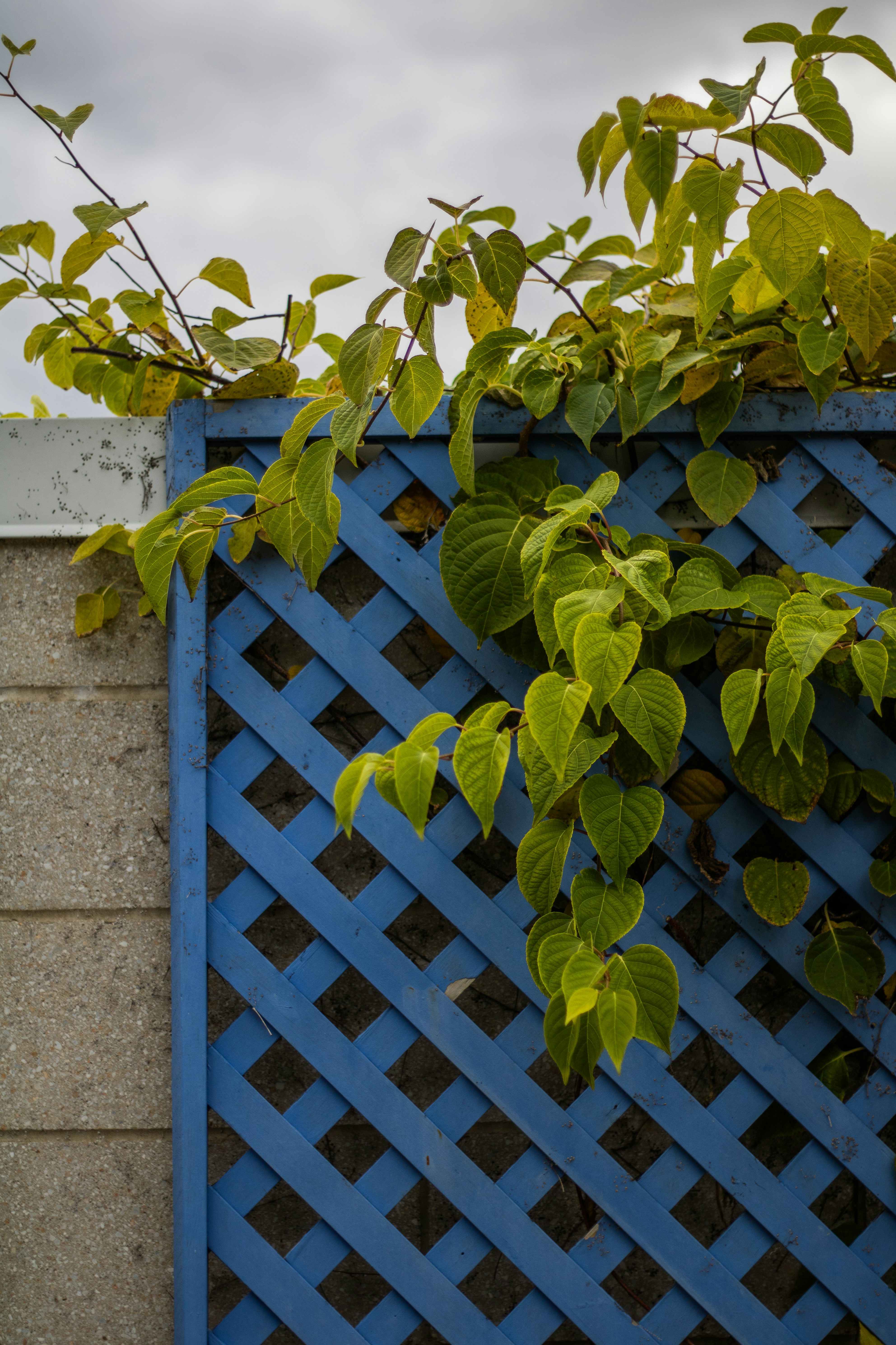 Emerald Vines Claim a Weathered Blue Lattice