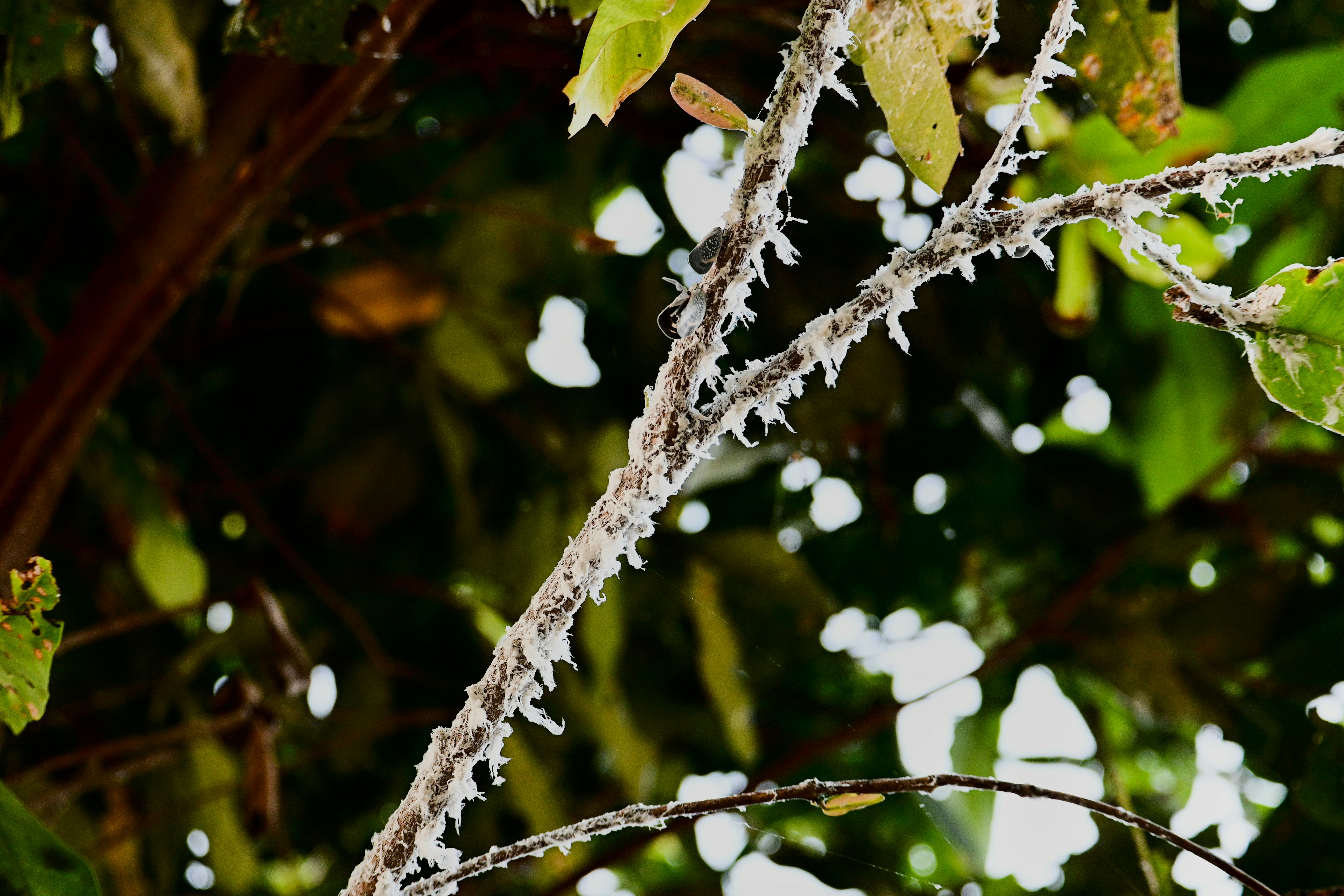 Whispers of Nature: A Branch Adorned