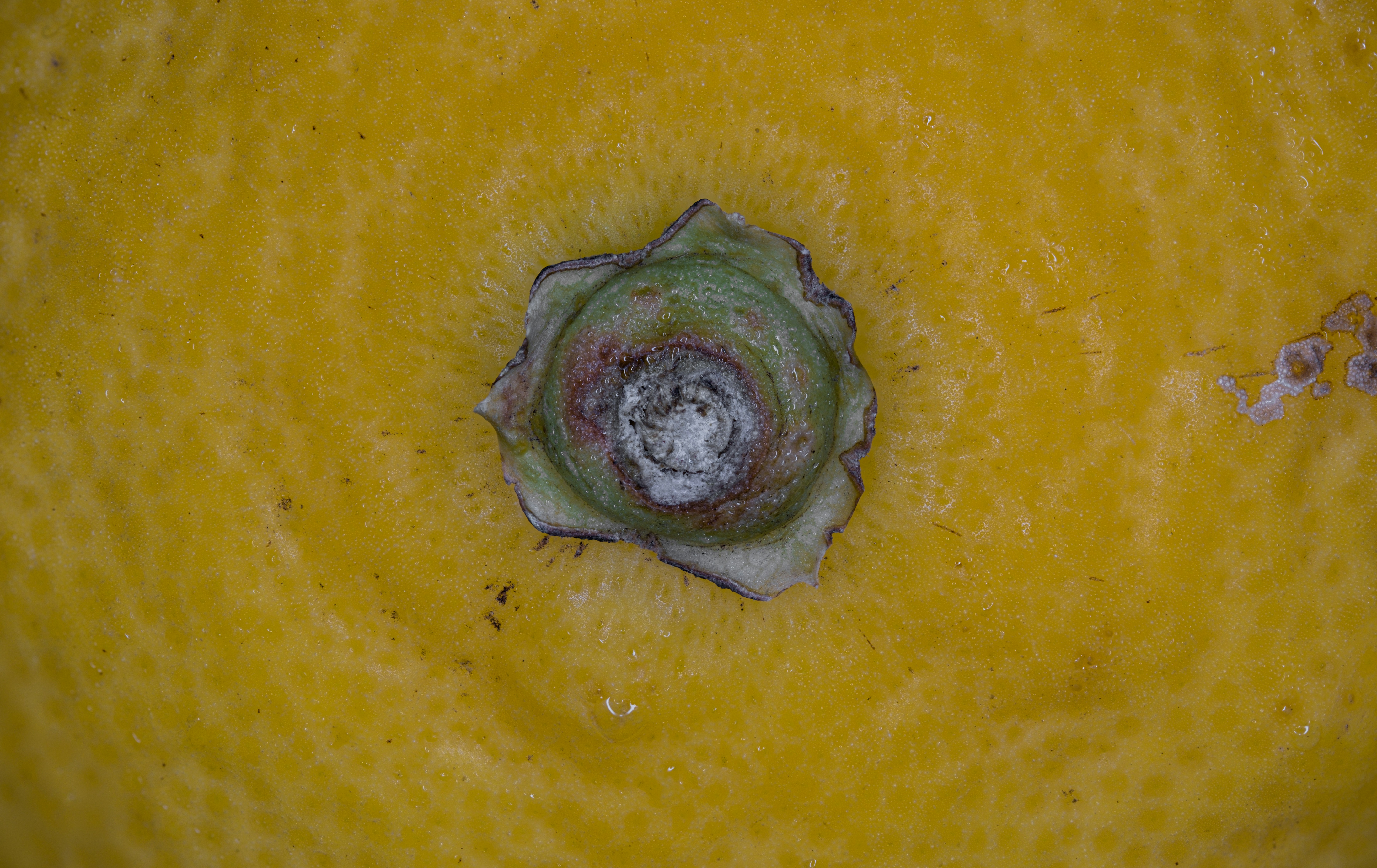 Macro Portrait of a Lemon Calyx: A Green Crown at the Heart of Yellow Texture