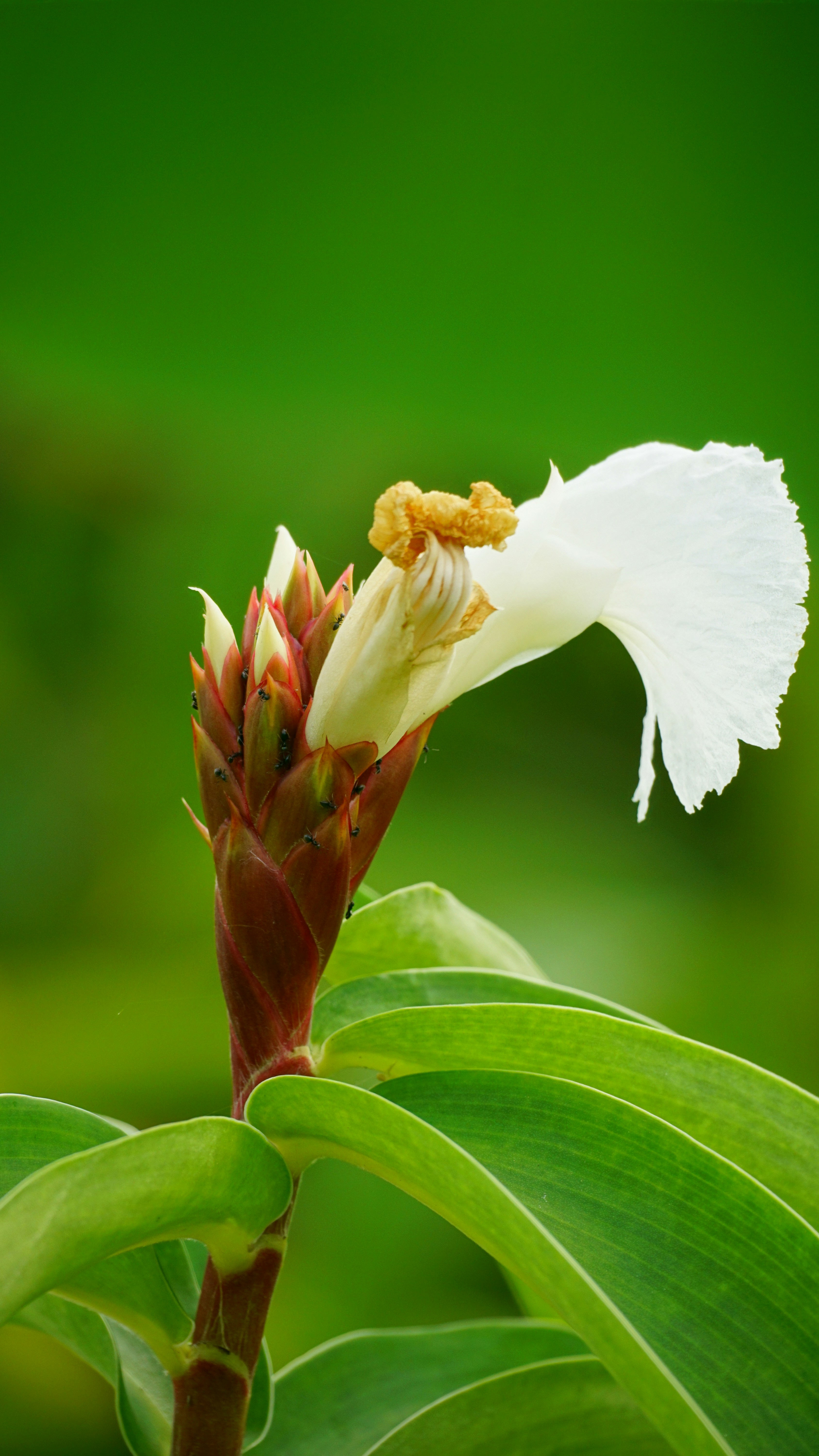 White bloom emerging from a red-turred stalk against a soft green backdrop