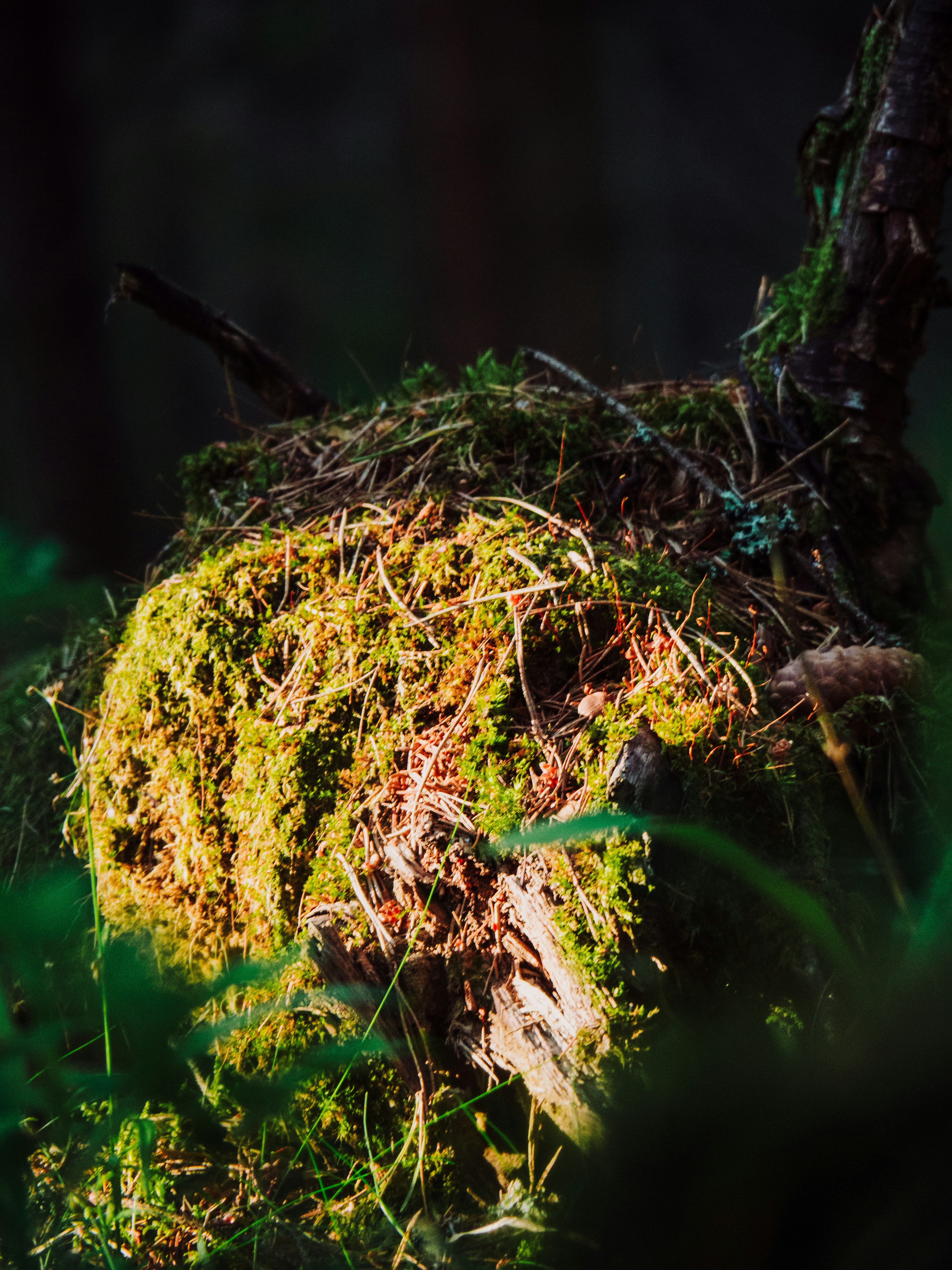 Emerald Crown: Moss-Draped Log in a Quiet Forest