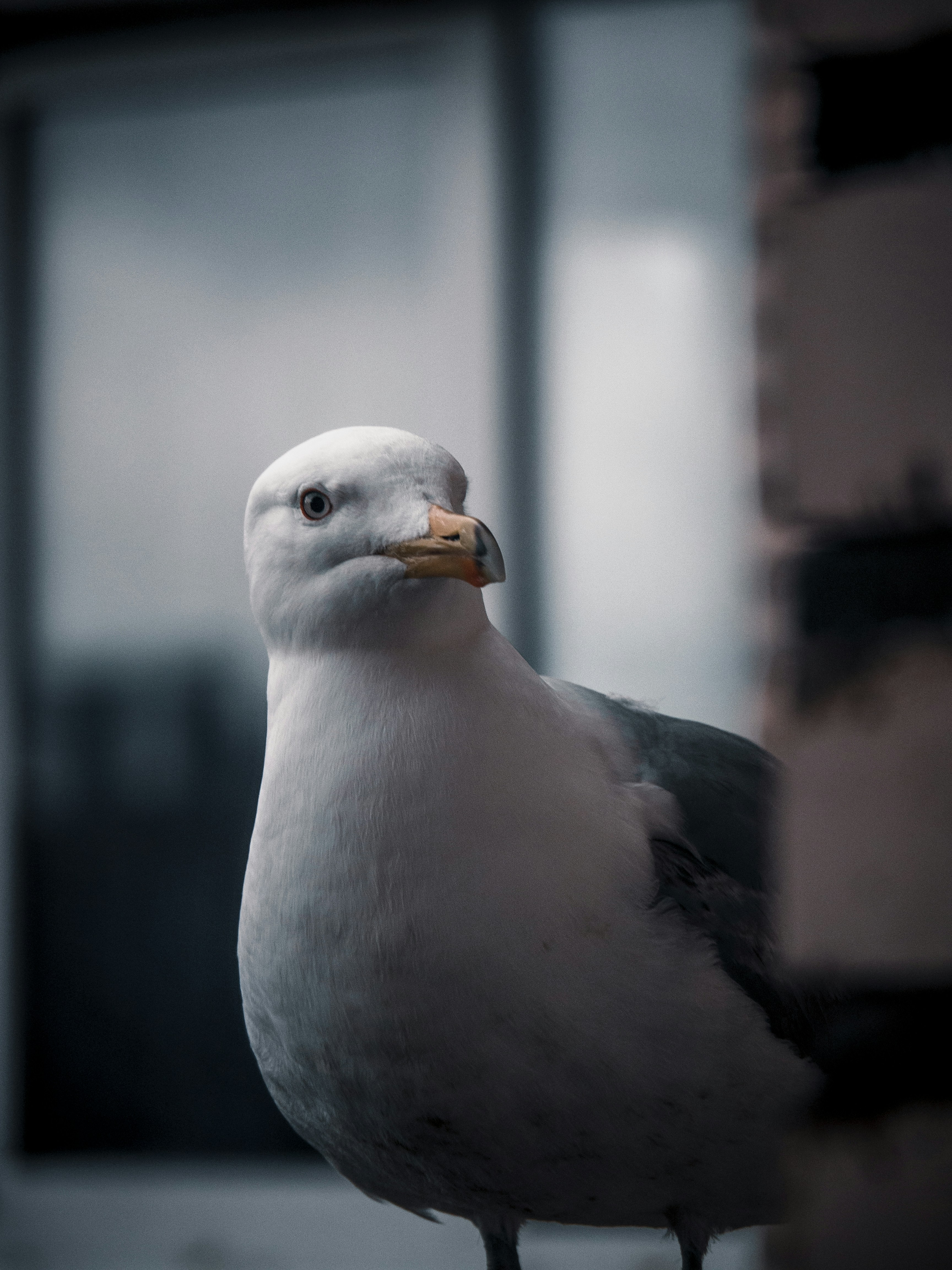 Gull at the Glass: An Intimate Urban Portrait