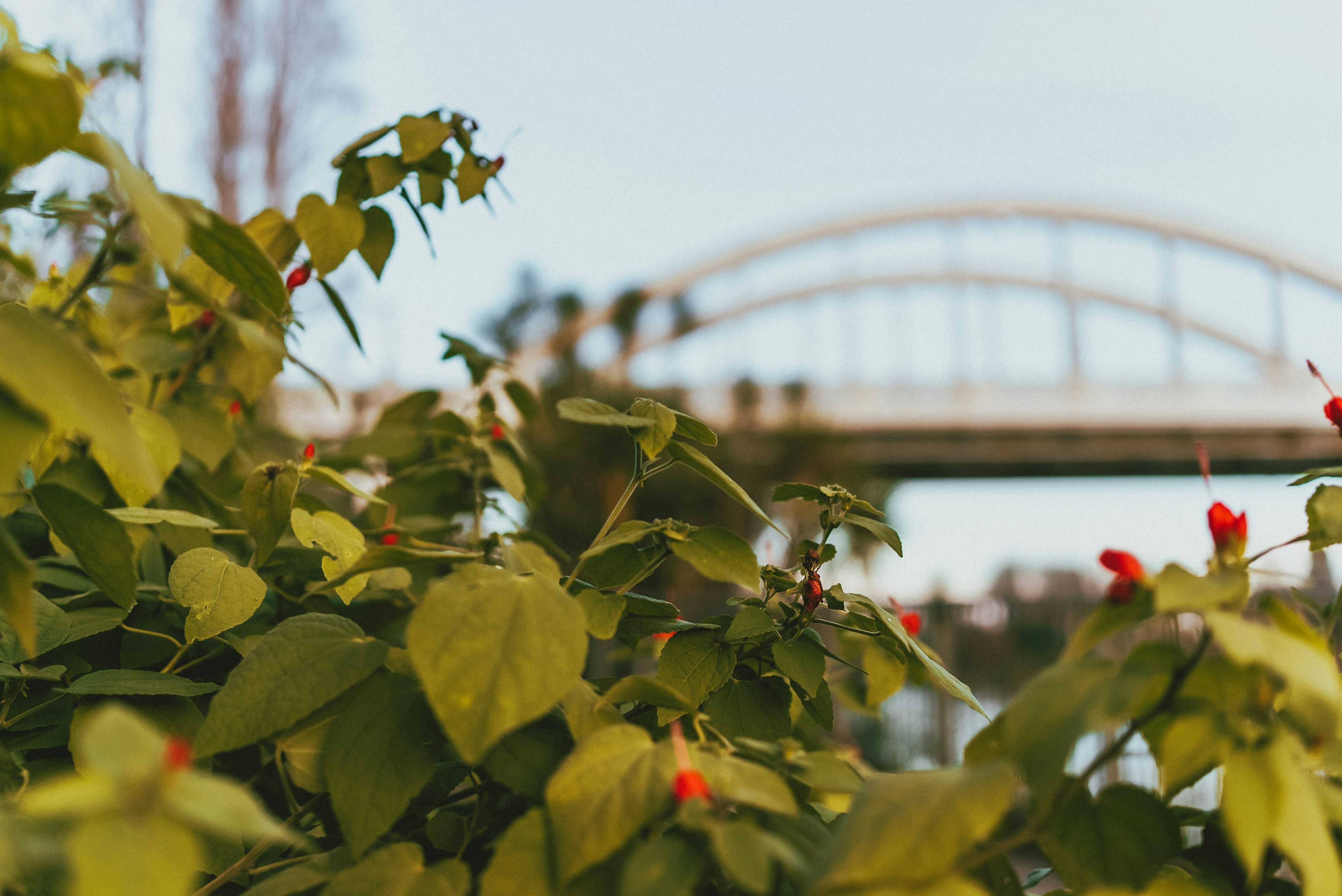 Leaves in Focus, Bridge in the Distance
