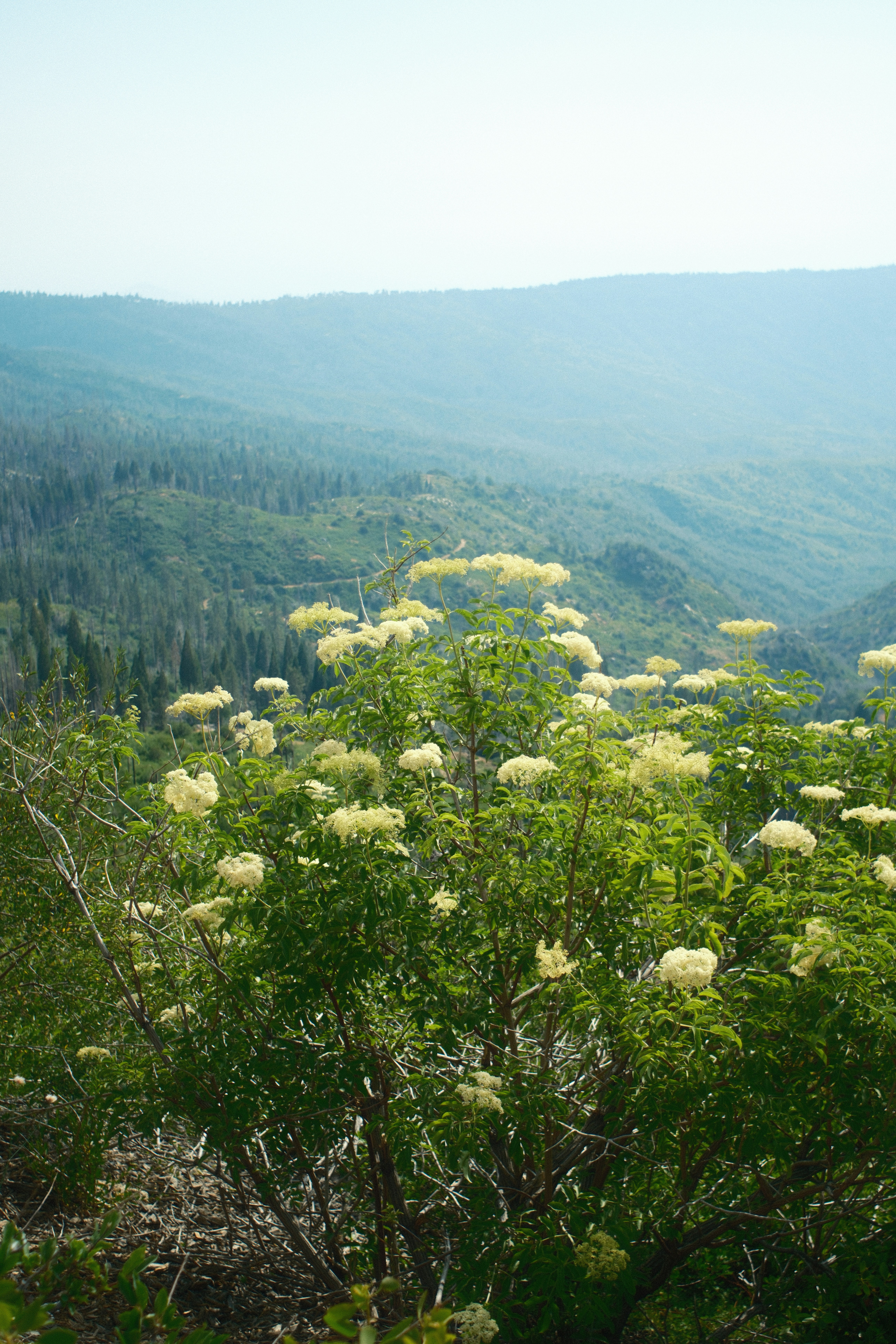 Pale-bloomed shrub at the overlook of a blue-green valley