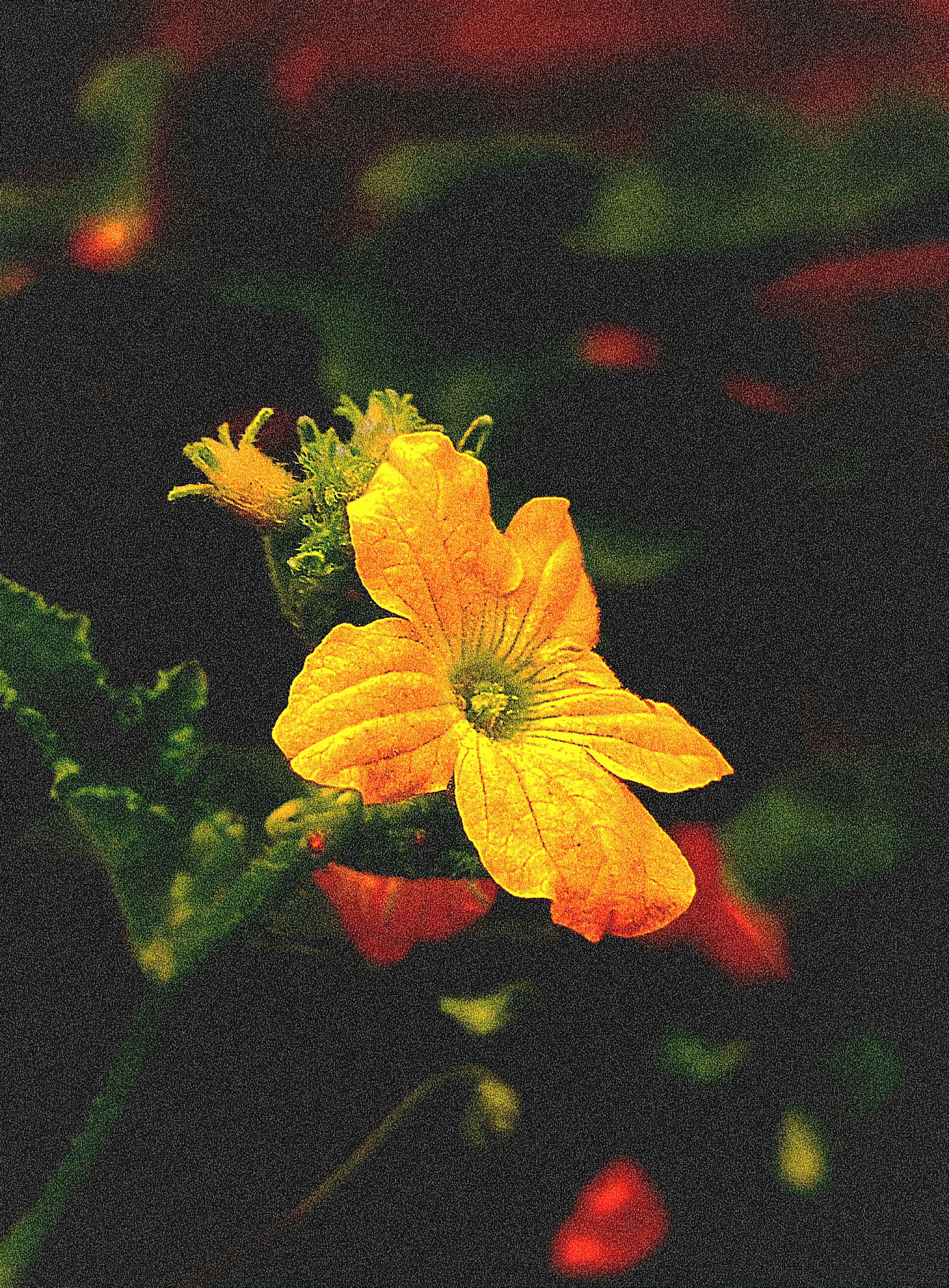 Close-up of a vibrant yellow flower with green foliage, set against a dark, grainy background to emphasize texture and color.