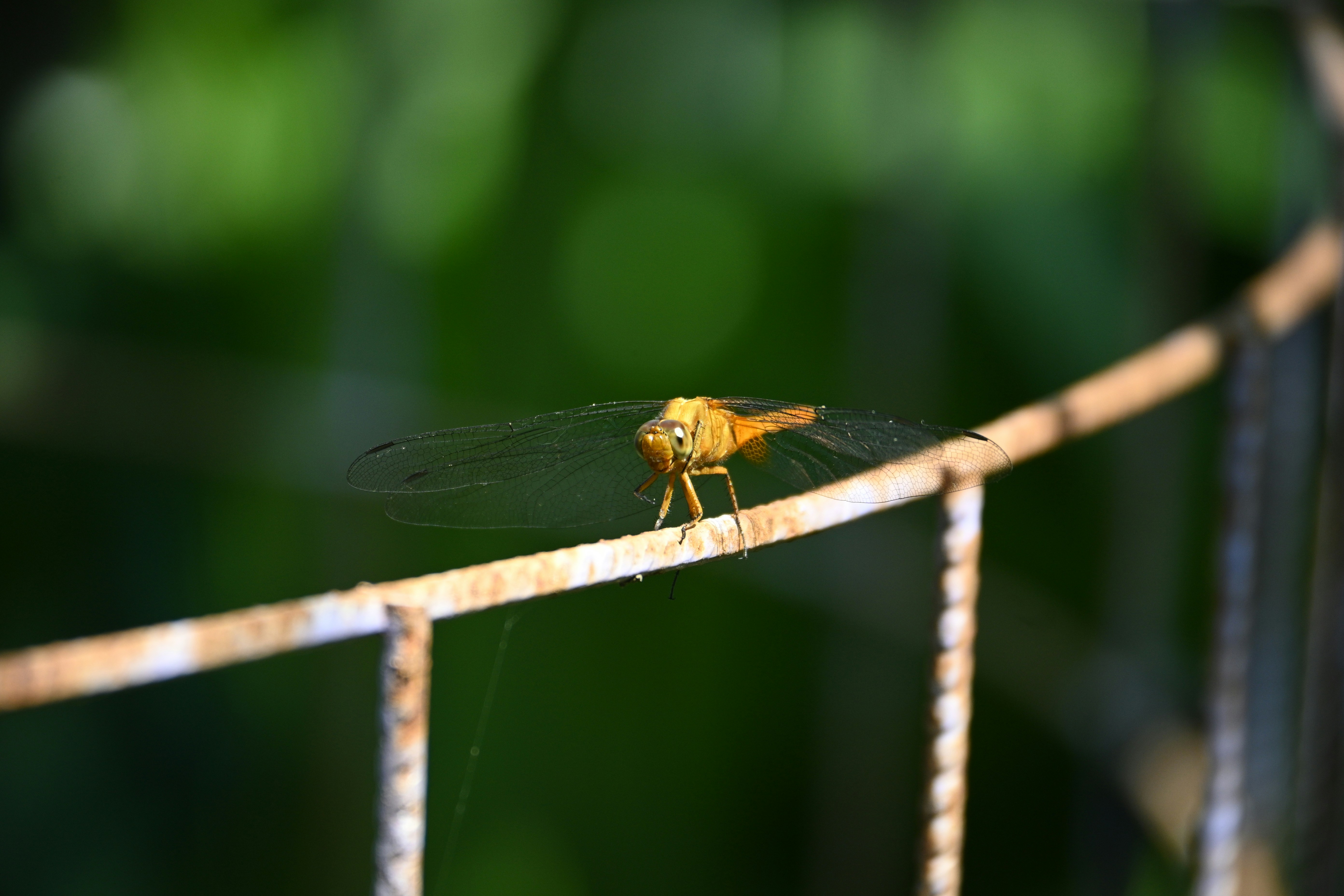 A yellow insect sitting on top of a metal fence photo – Free Firefly ...