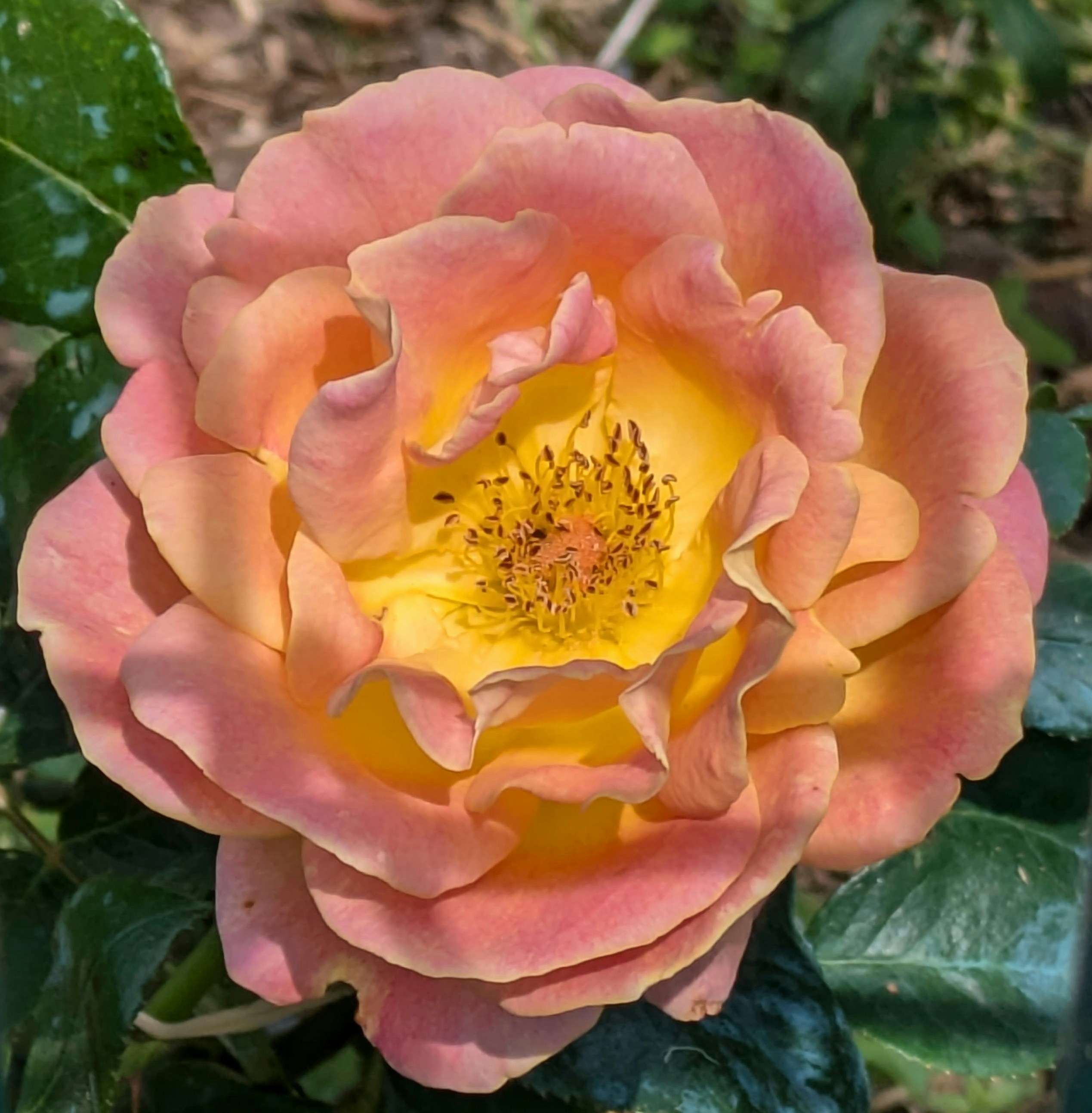 Sunlit Peach Rose: A Golden Core Amid Velvet Petals