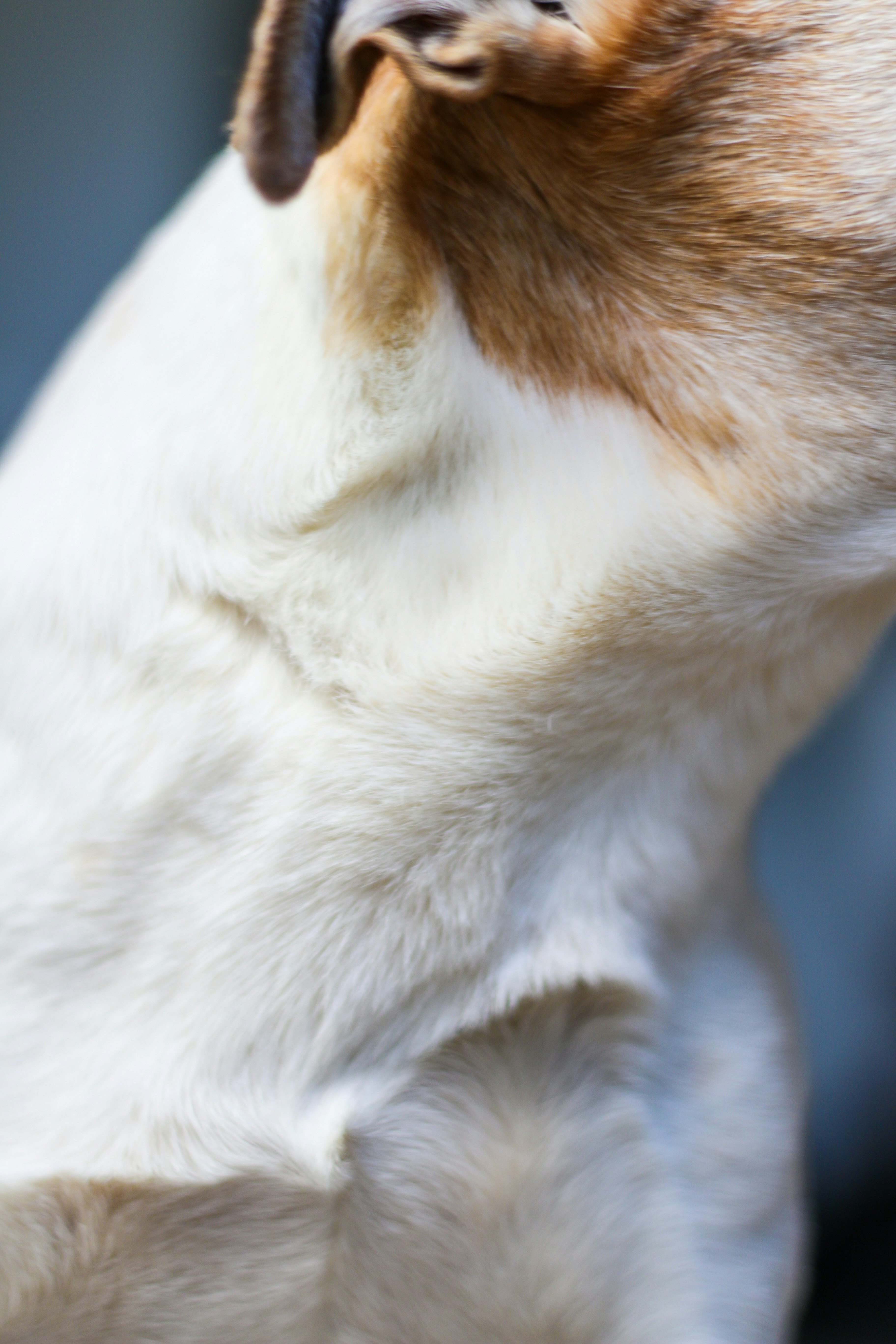 Velvet Neck in Focus: A Beagle's Close-Up in Soft Light
