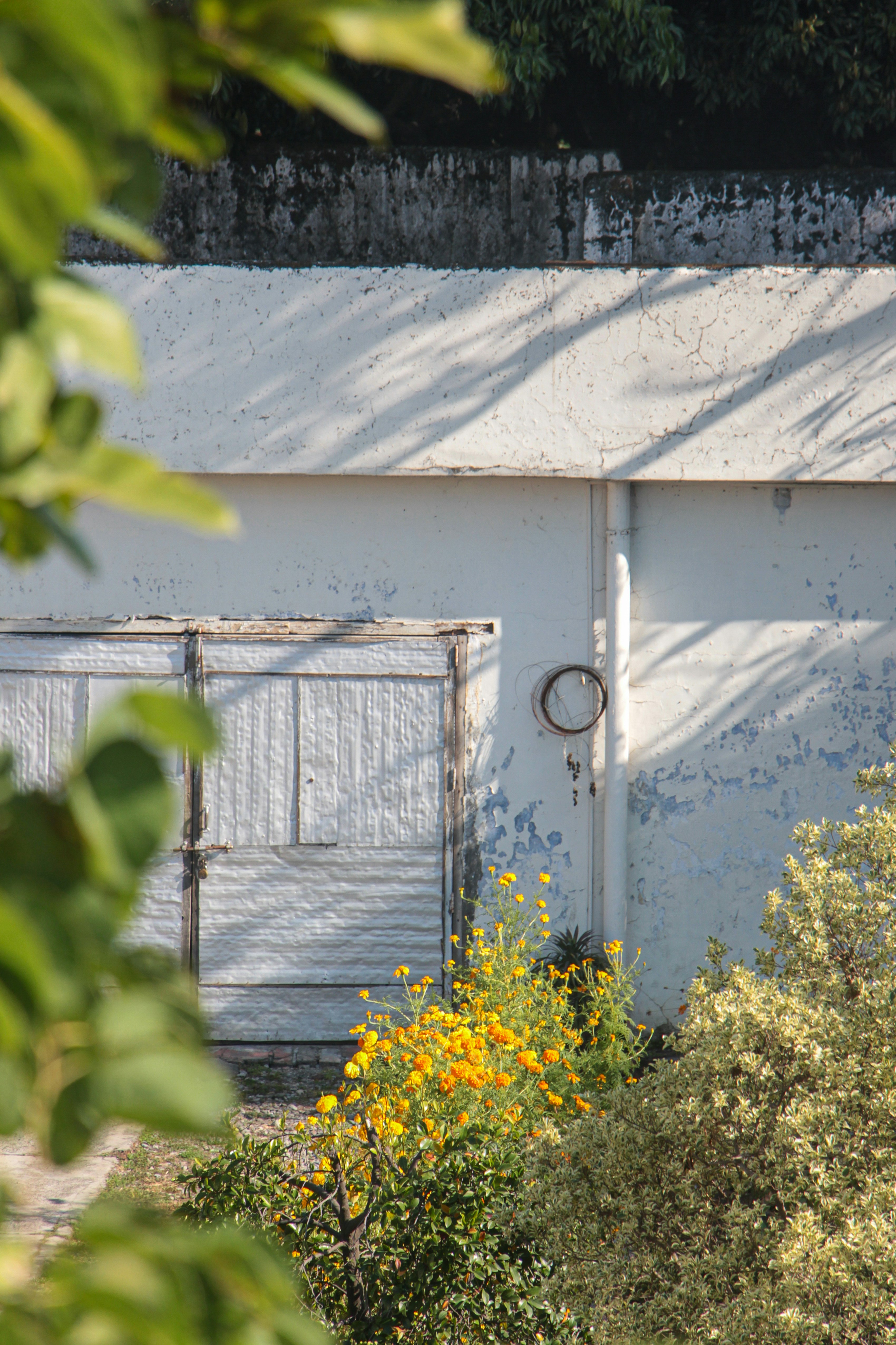 Circular Ring on a Weathered Wall Framed by Sunny Garden Blooms