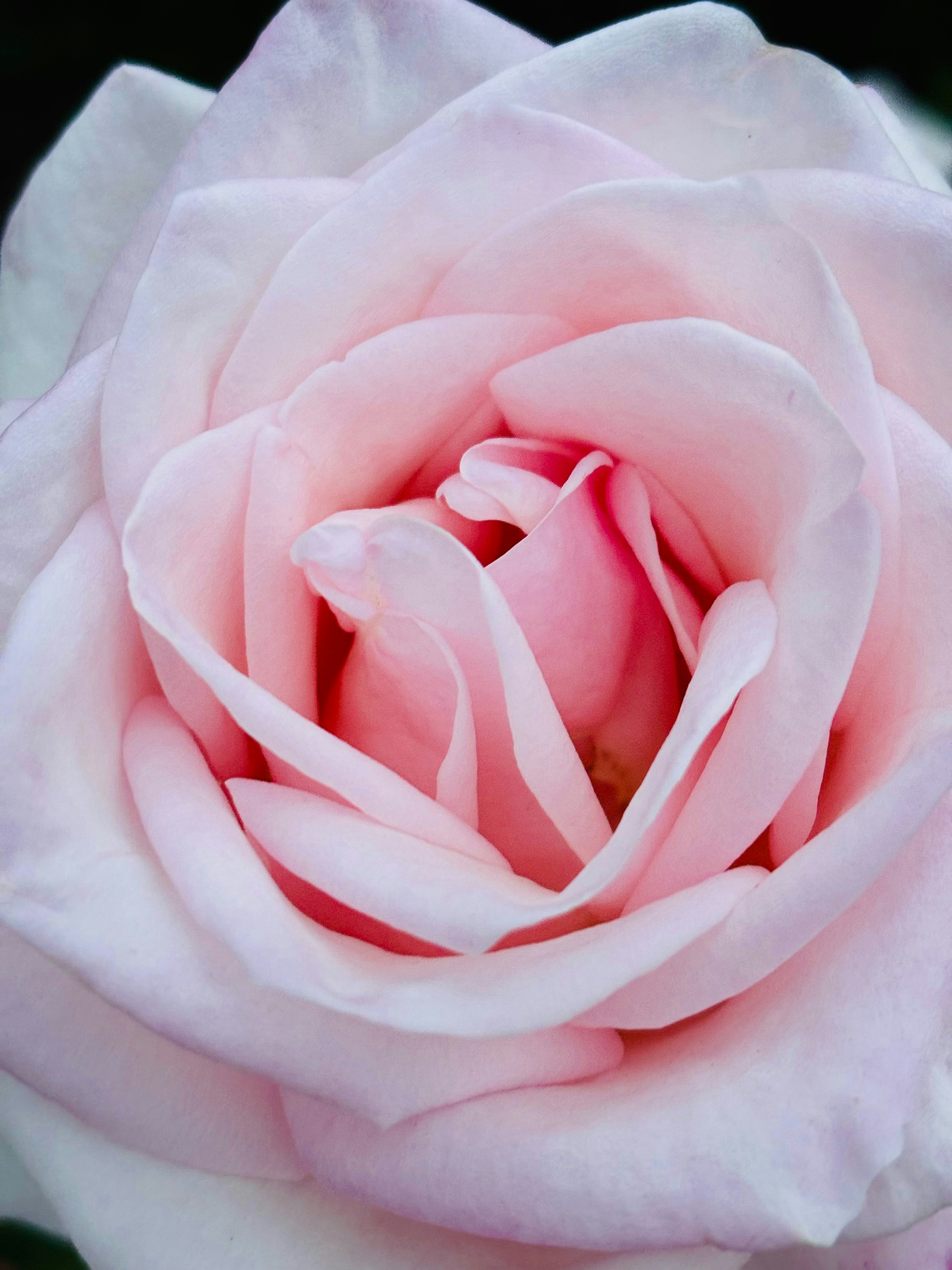 Delicate pink rose petals spiral inward, revealing the intricate layers at the bloom's core. The soft hues create a serene and inviting atmosphere.