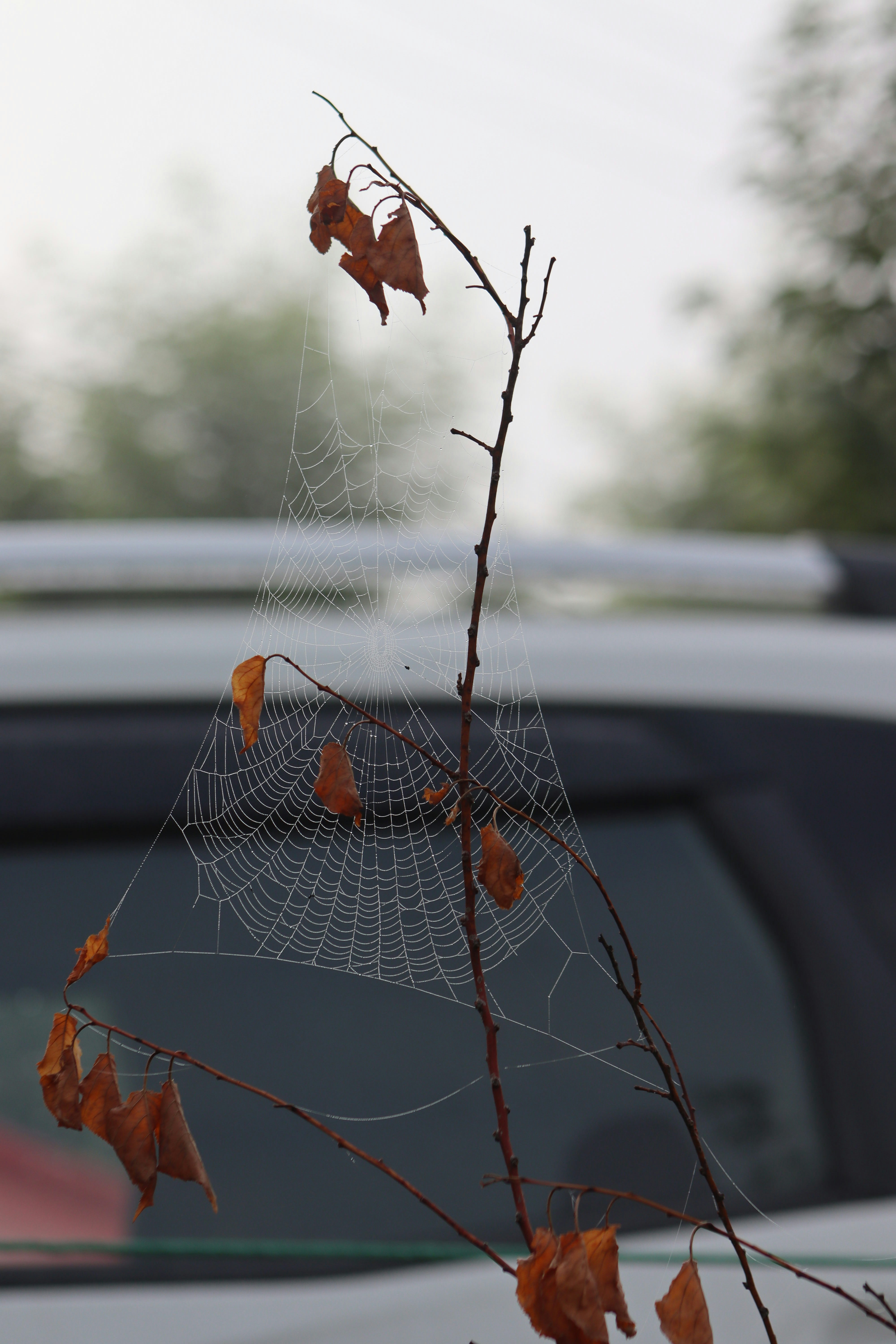Autumn Web Between a Twig and a Quiet Car Backdrop