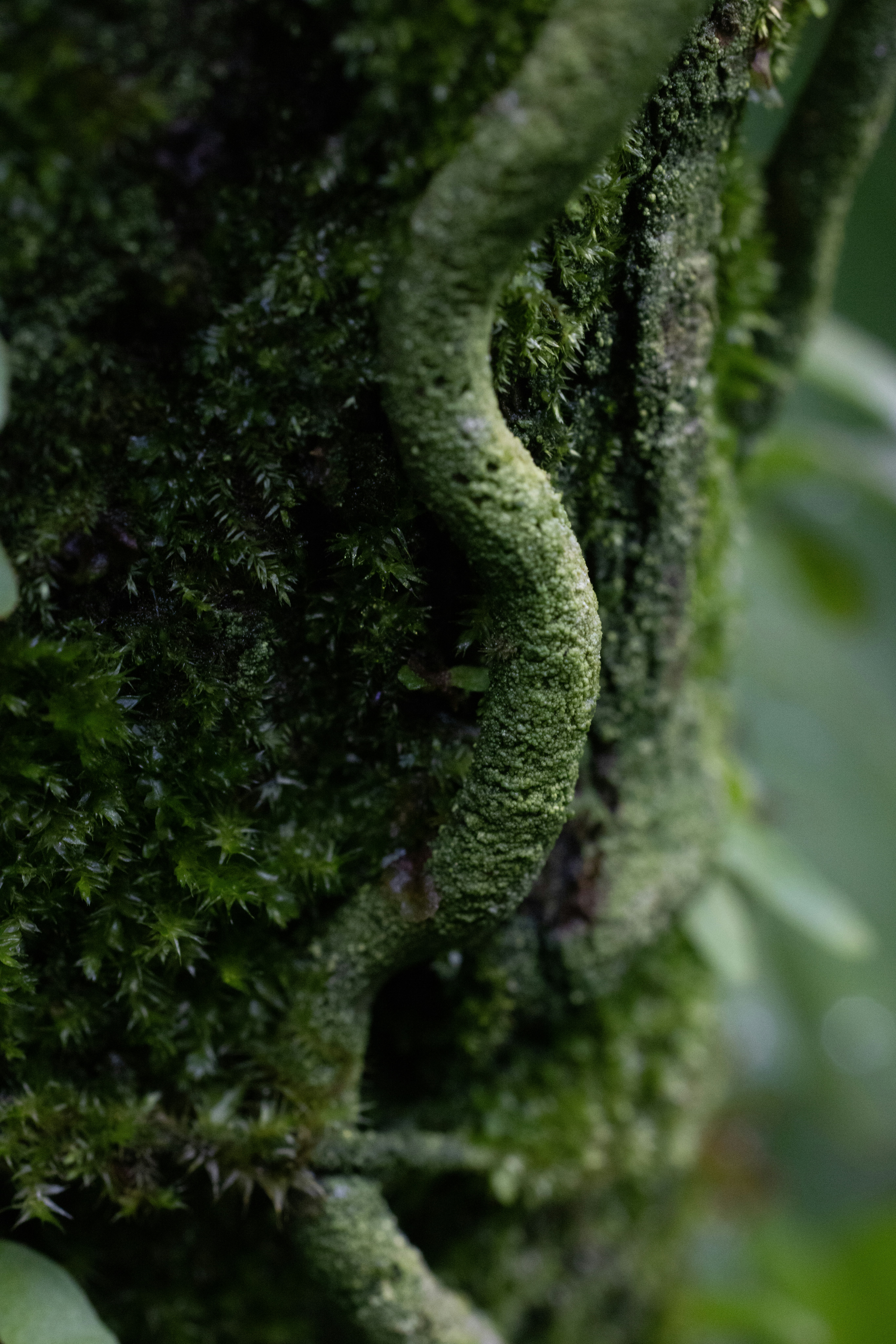 Rain Forest Textures
