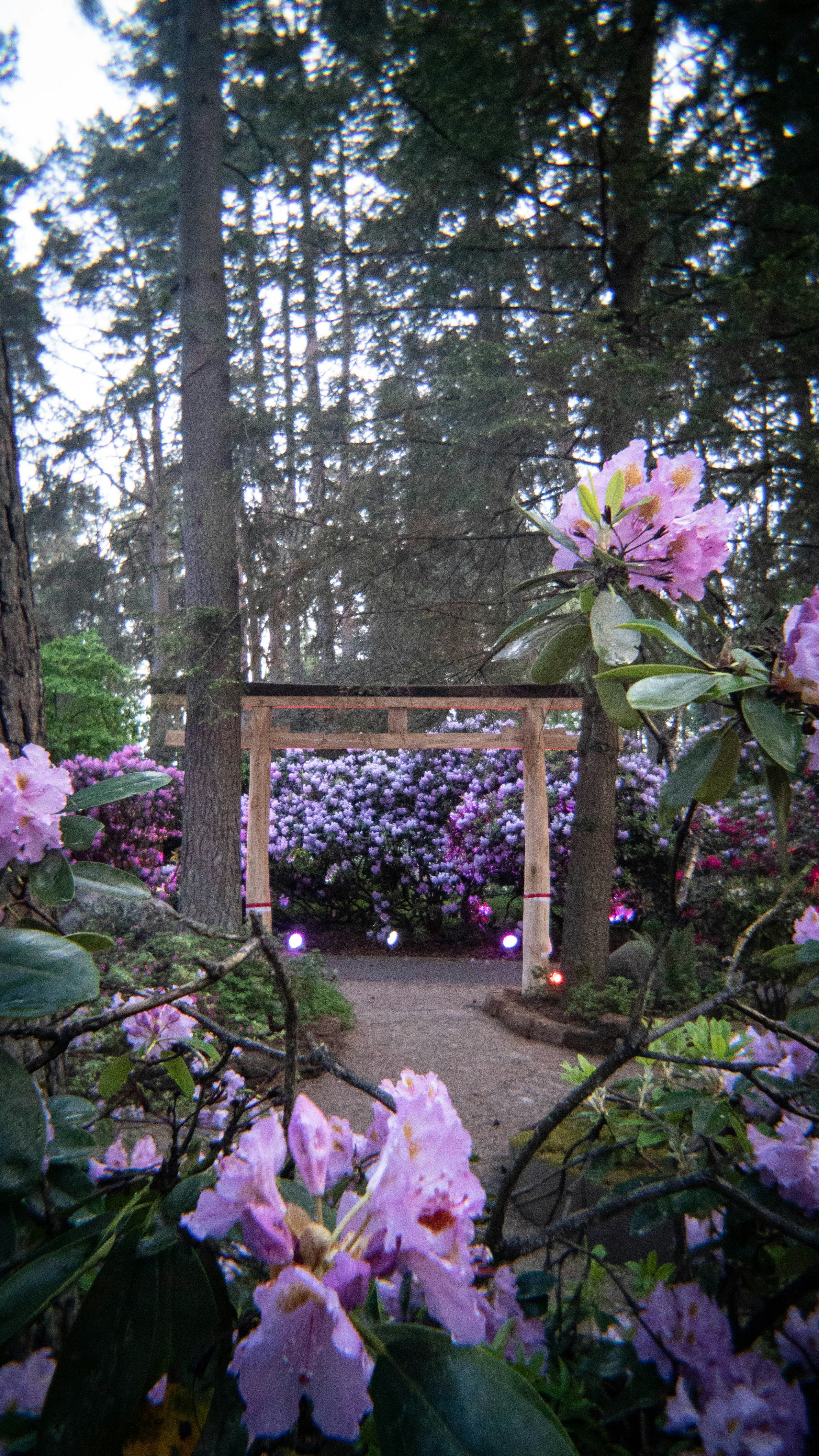 Twilight Gate: A wooden arch framed by purple rhododendrons in a pine garden