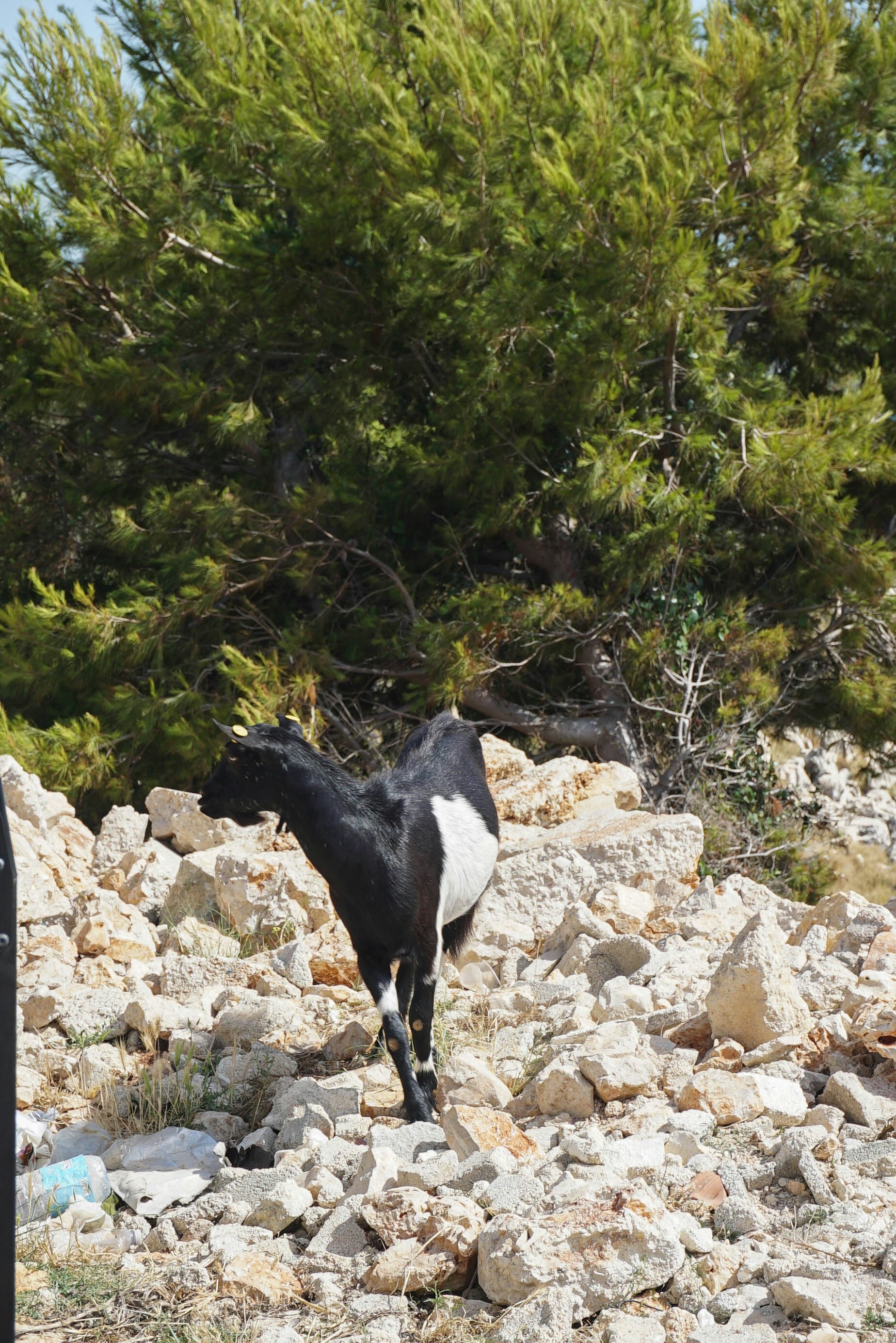A black and white horse standing next to a pile of rocks