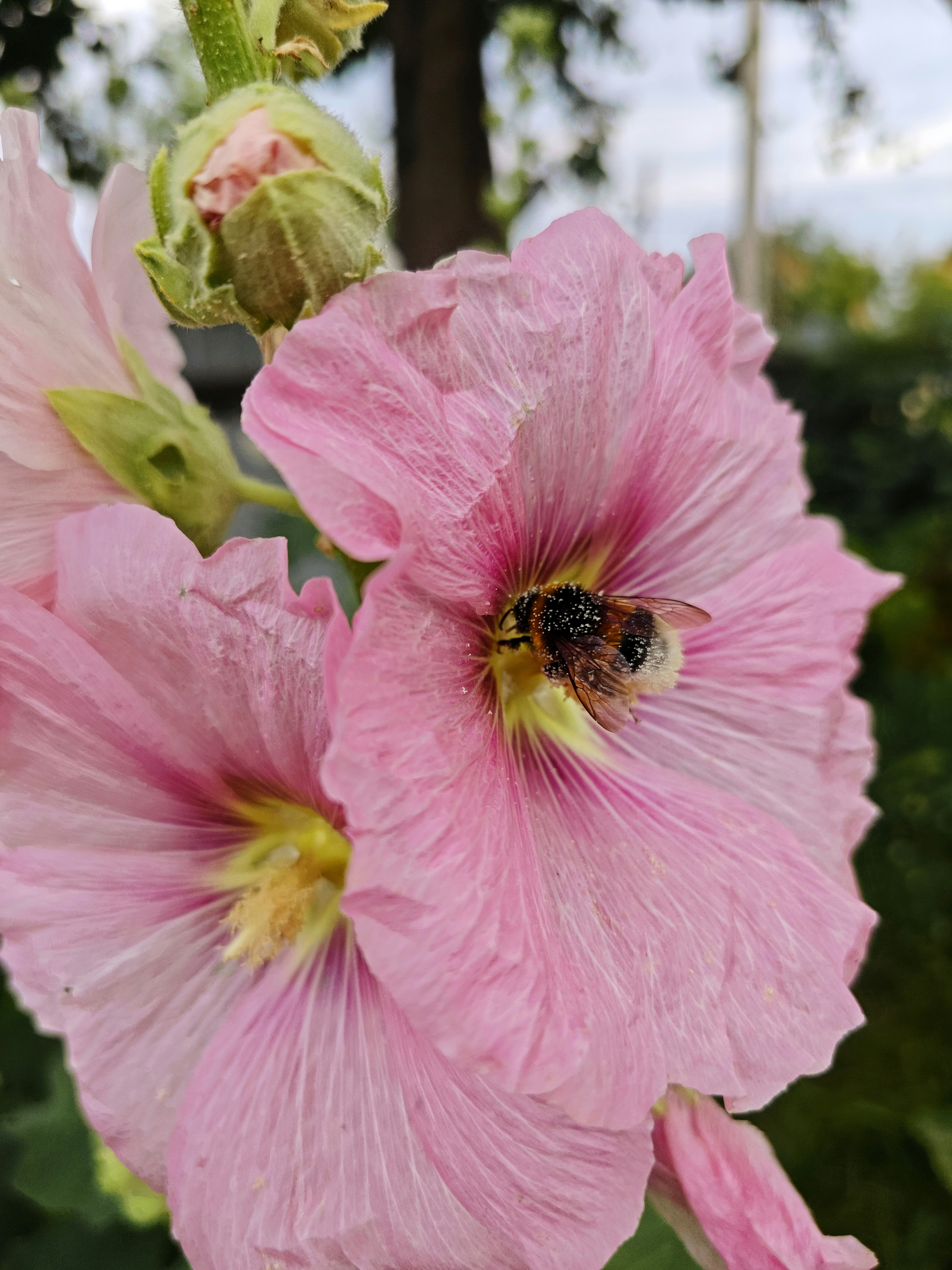 Close-up of a pink hollyhock with a bee at the center, highlighting delicate veining and pollen. The composition centers the pollinator and the flower's radiant texture.