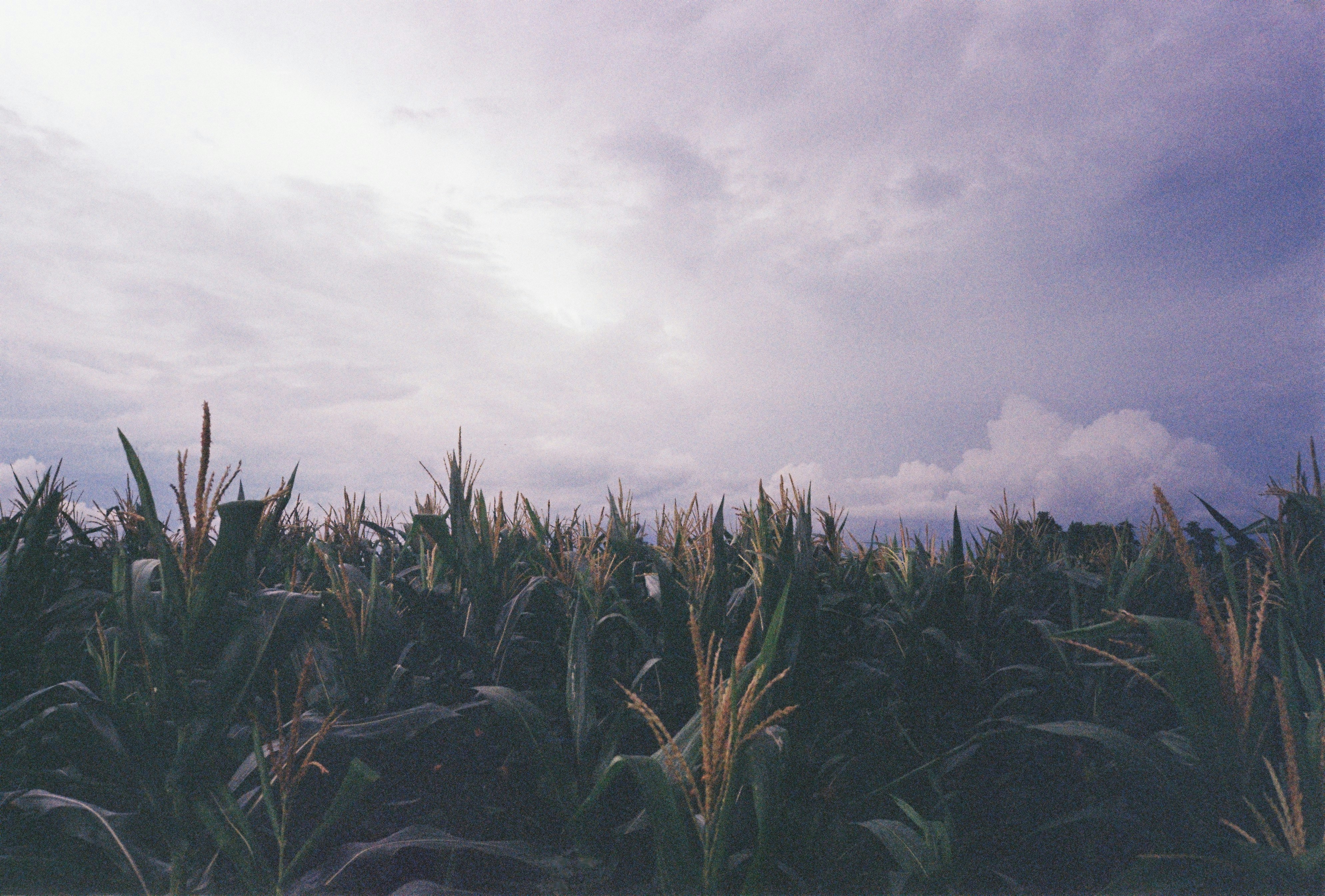 A field of corn under a cloudy blue sky photo – Free Bảo lộc Image on Unsplash