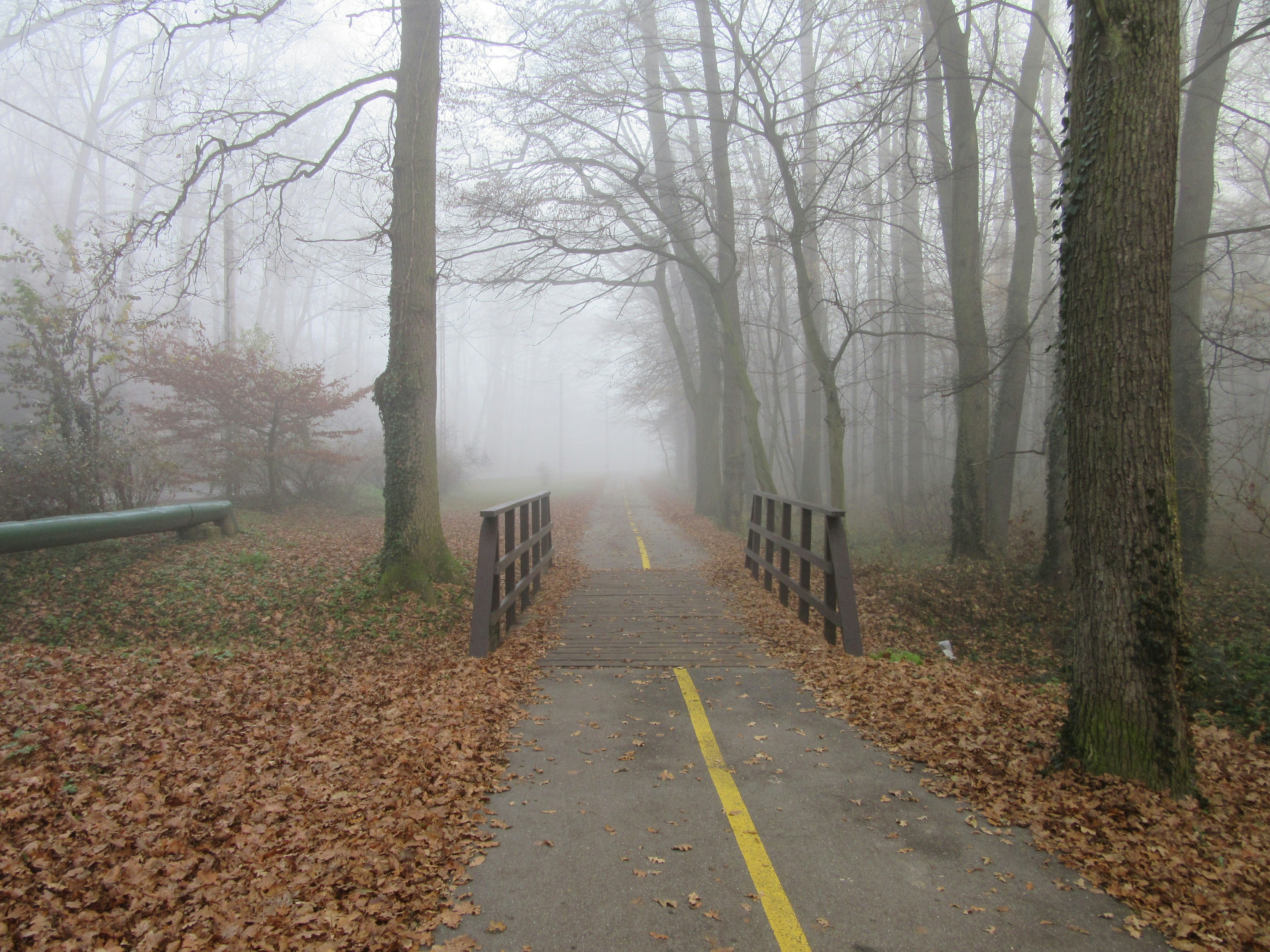 A foggy path in a wooded area with trees photo – Free Wallpaper Image ...