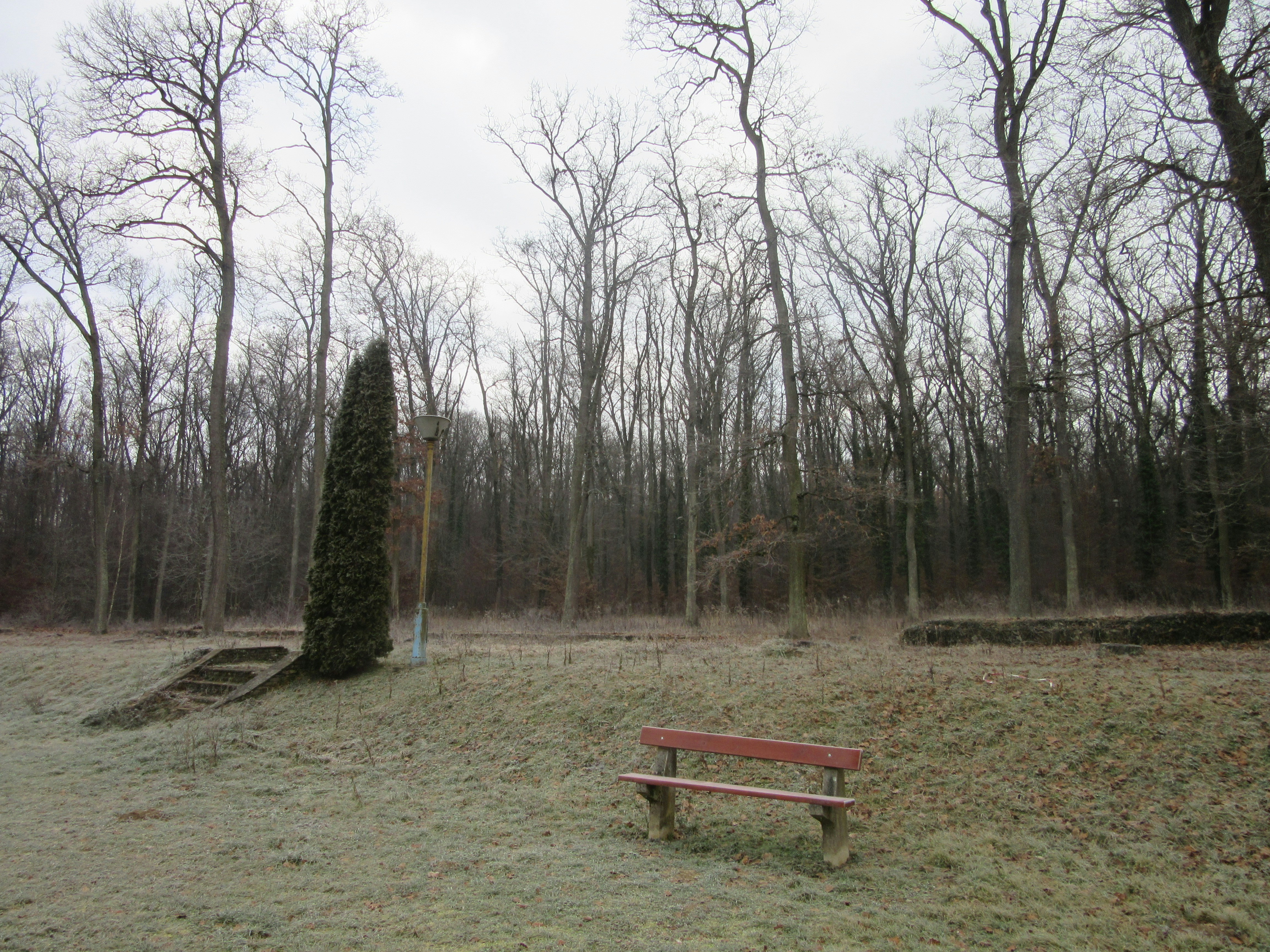 Overcast park scene with a wooden bench in the foreground and a line of bare trees in the background. The frost-coated clearing conveys a quiet, winter atmosphere.
