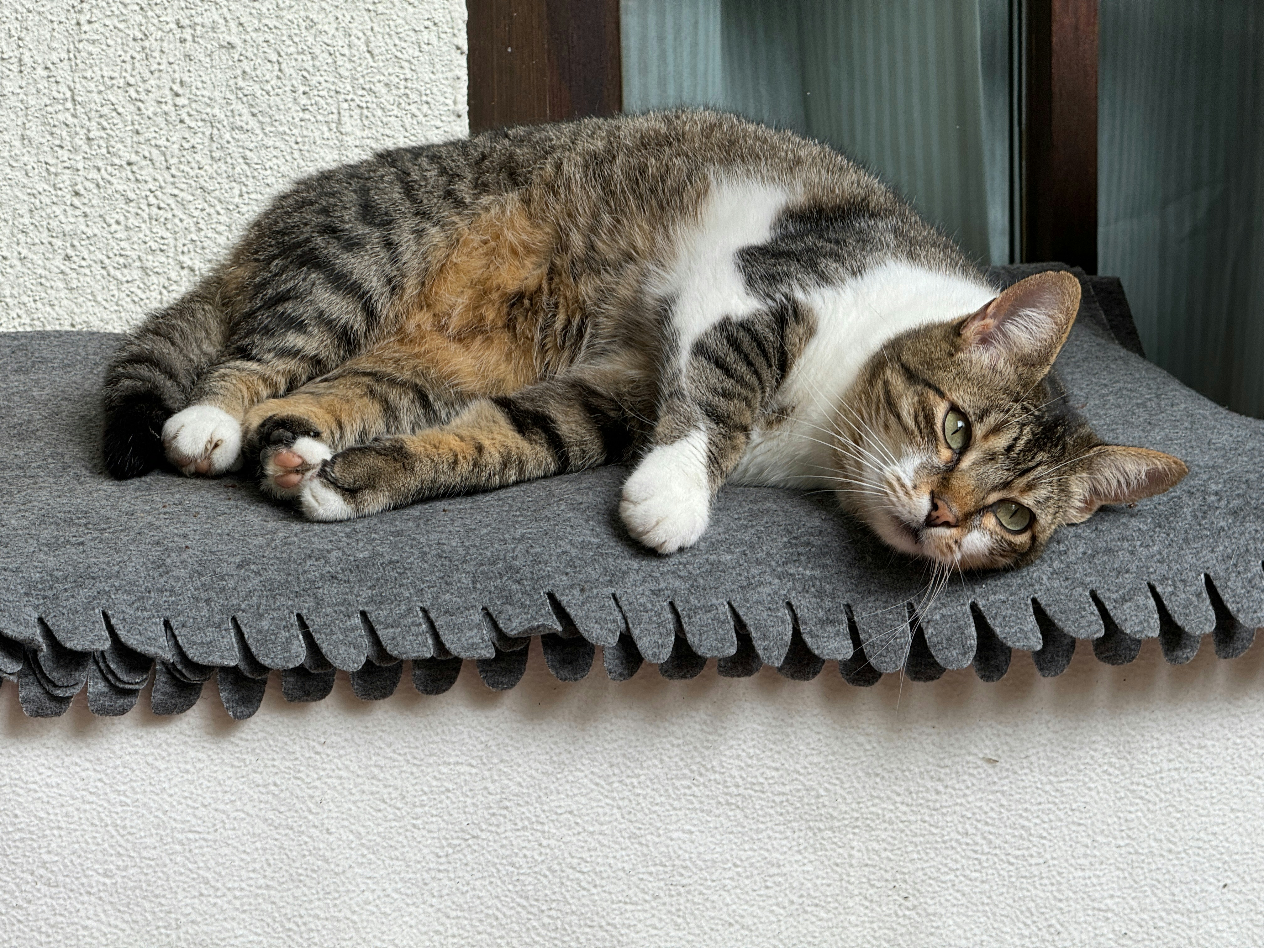 Sunlit Cat in Cool Shade on textured windowsill