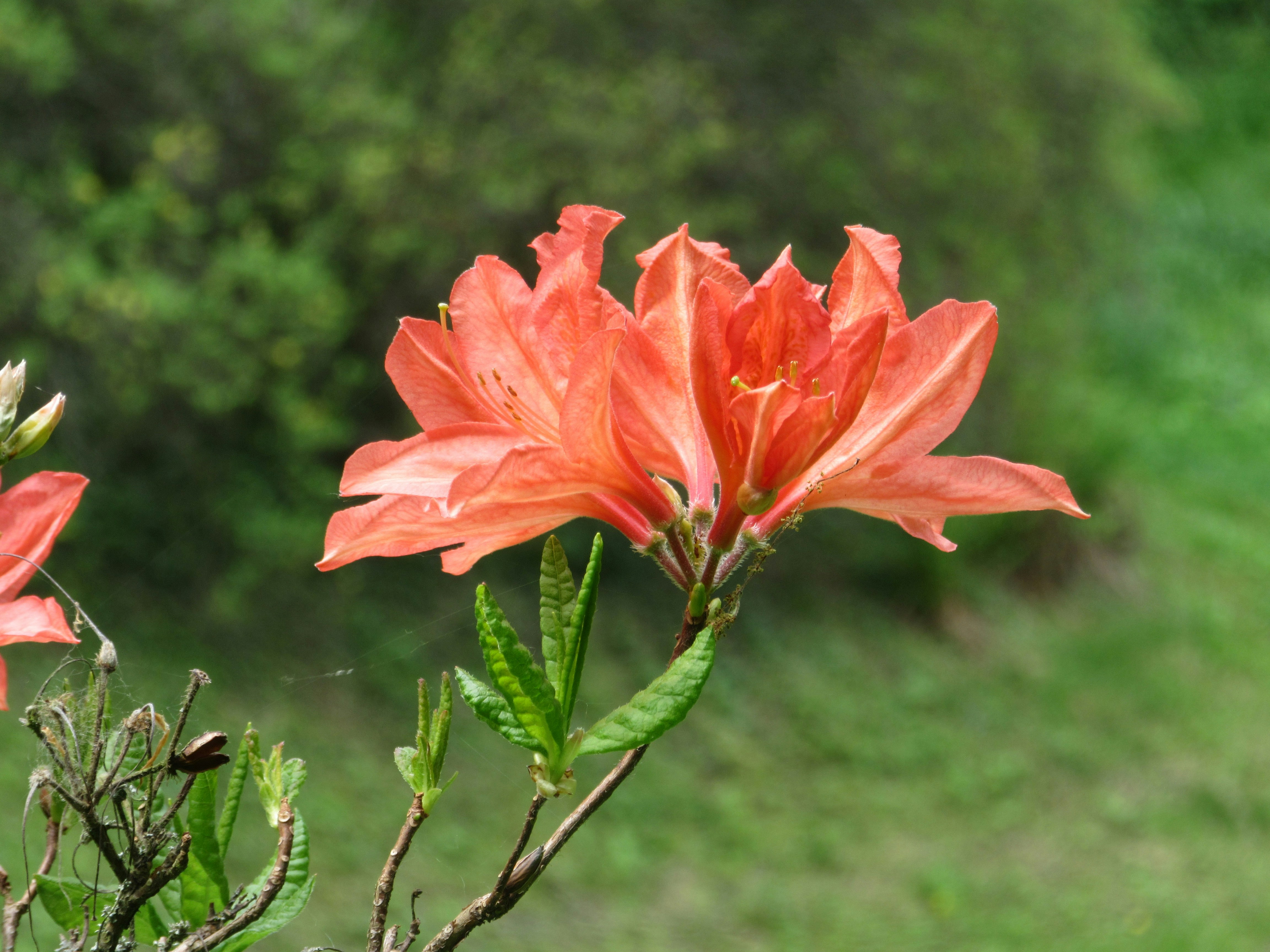 Orange azalea bloom against a leafy green background.