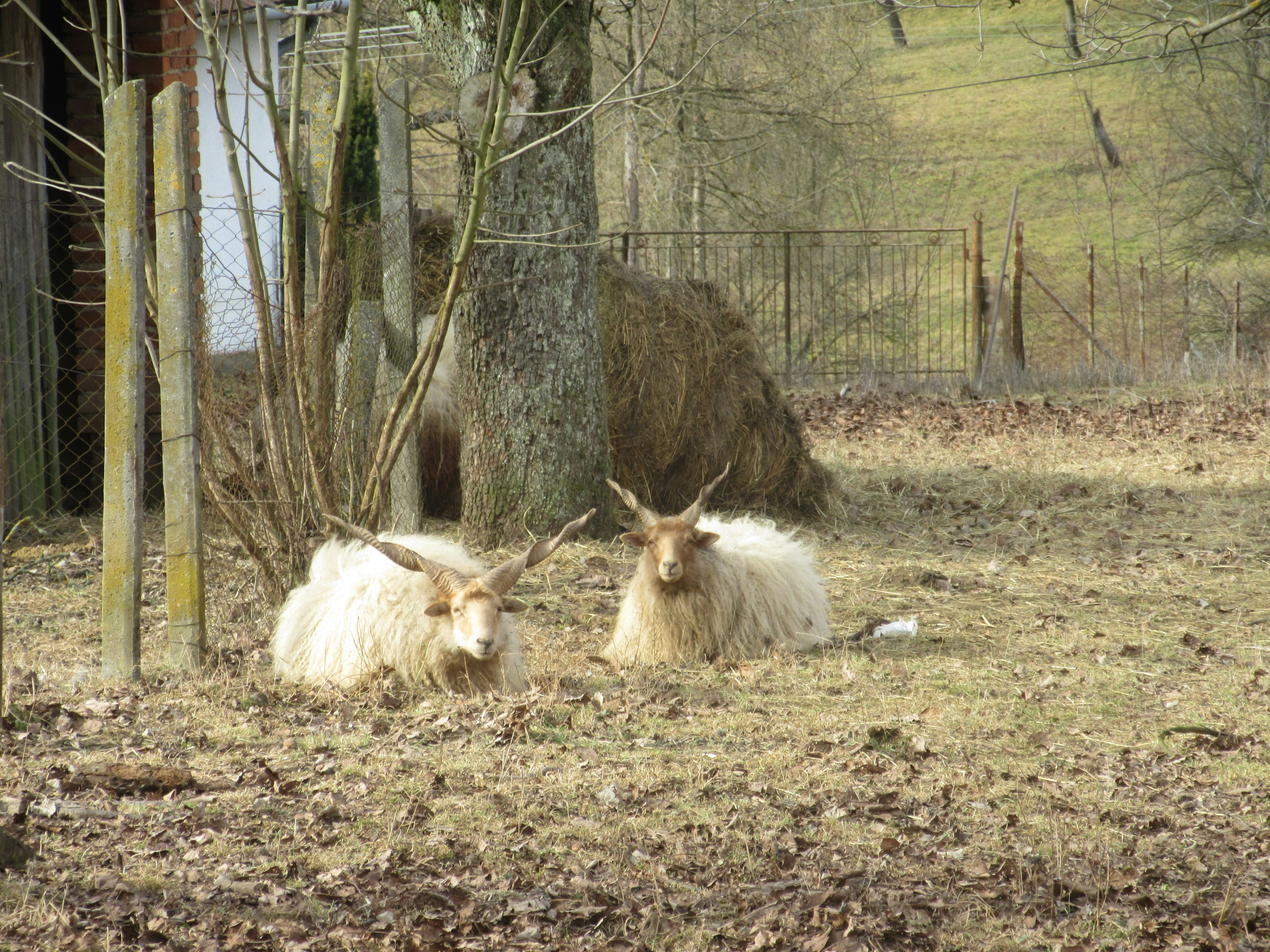 A couple of animals that are laying down in the grass photo – Free ...