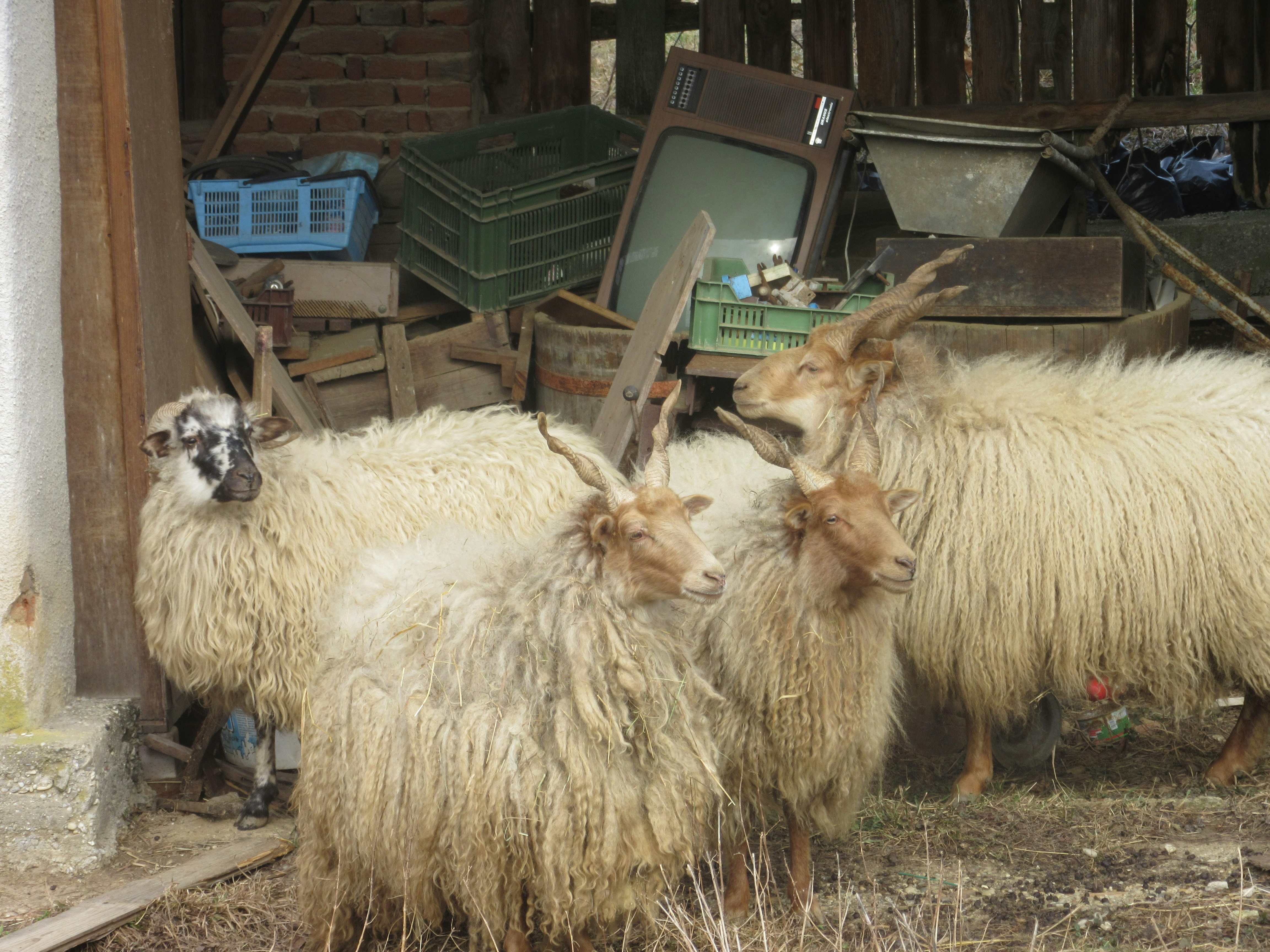 Photo by Balint Miko with Canon PowerShot SX600 HS