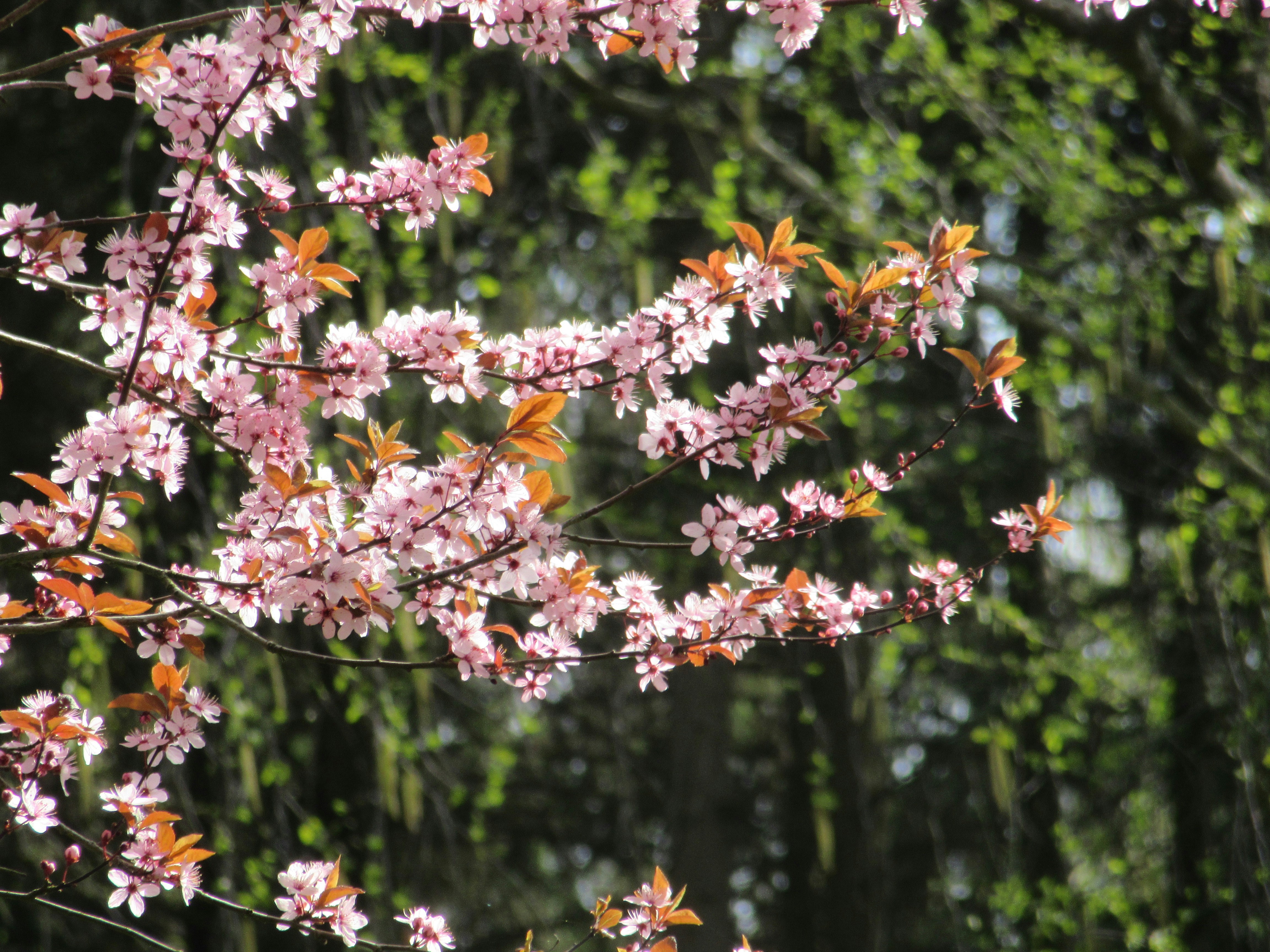 Close-up photograph of pink cherry blossoms along a slender branch with a softly blurred green background. The composition highlights spring blooms and natural light.