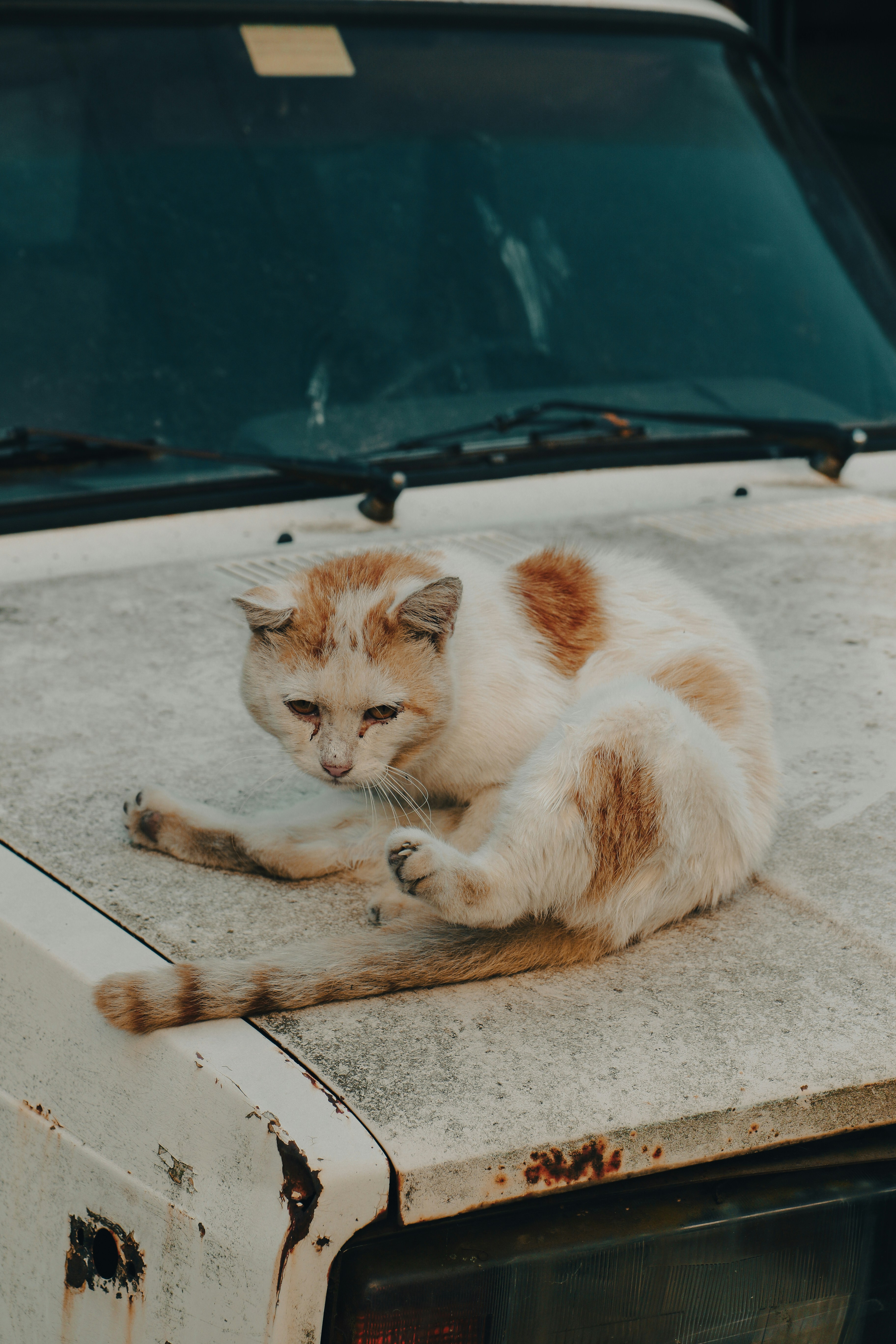 Hood of Time: A Quiet Cat on a Weathered Van