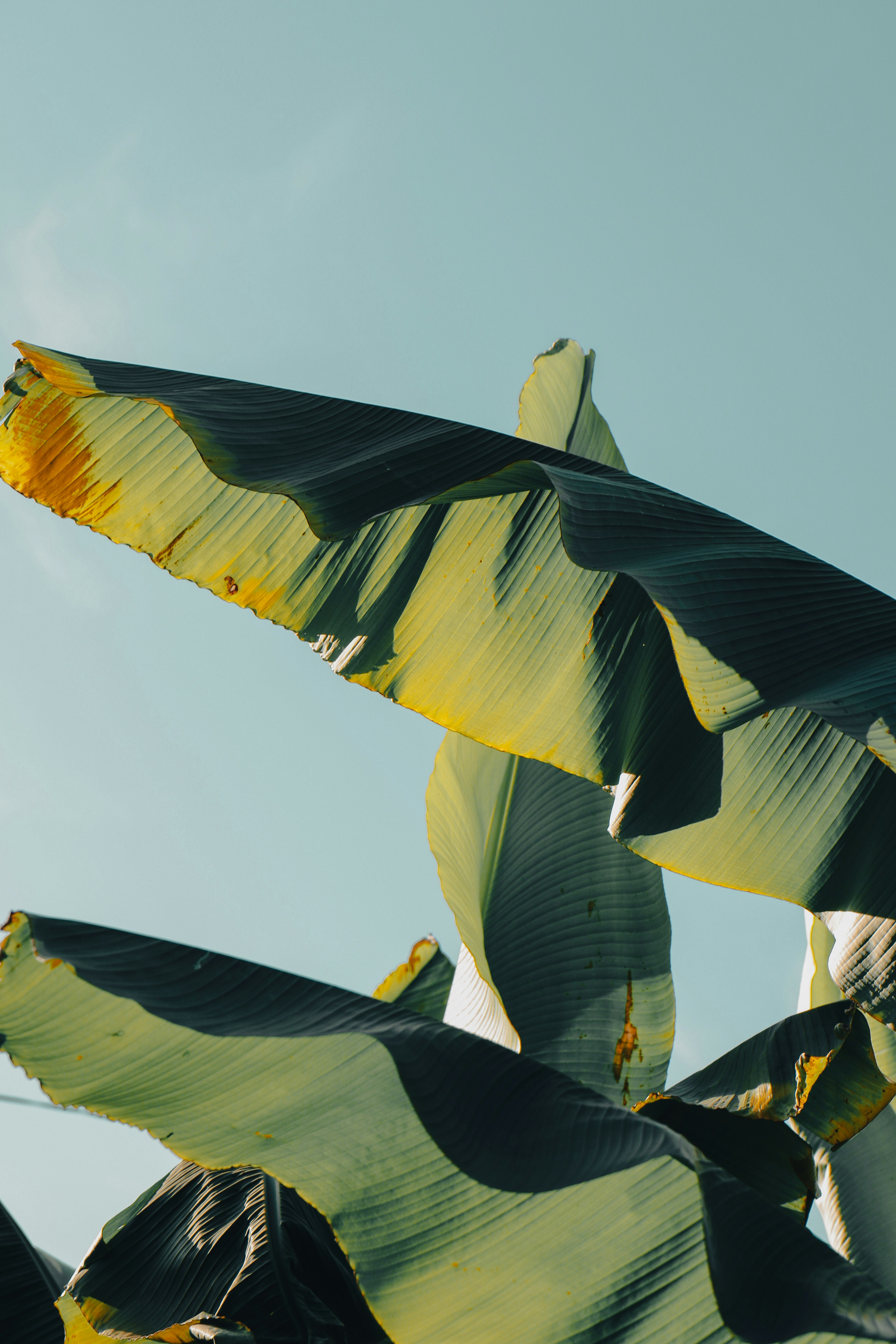 Sun-Kissed Banana Leaves Sculpt the Sky's Quiet Blue
