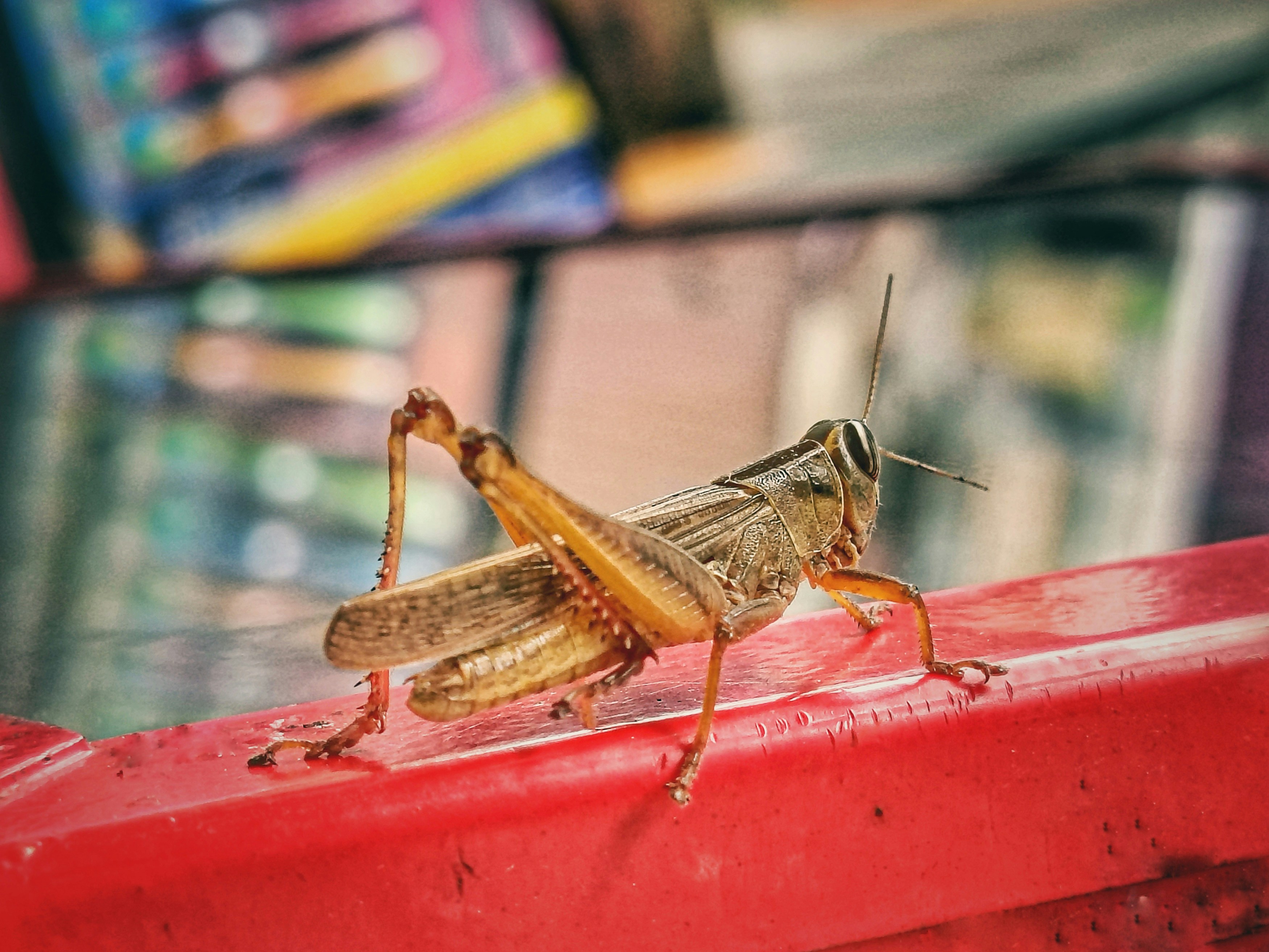 Macro photograph of a praying mantis perched on a glossy red railing, with a soft, colorful background.