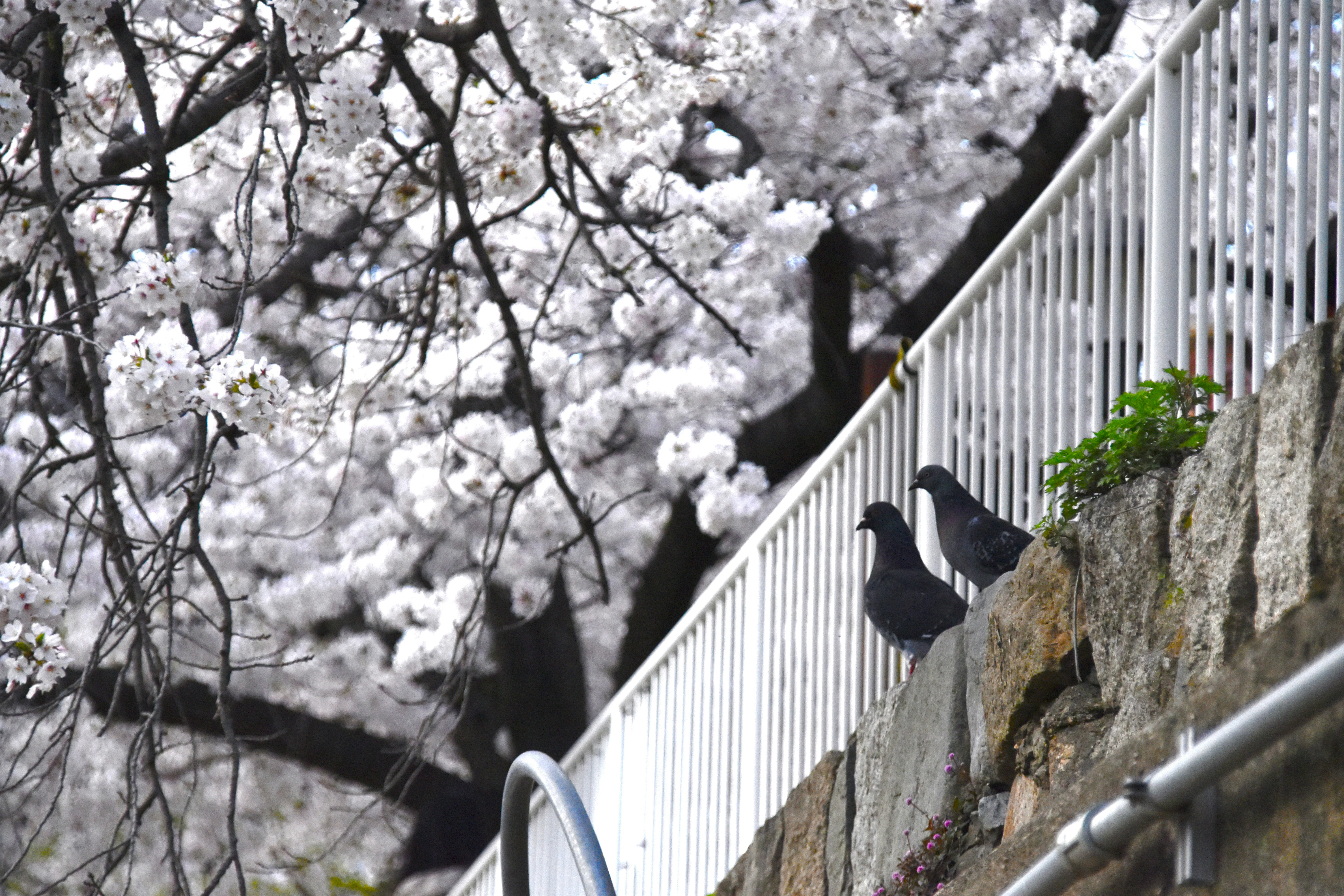 A group of birds sitting on a ledge next to a tree photo – Free Hyogo ...