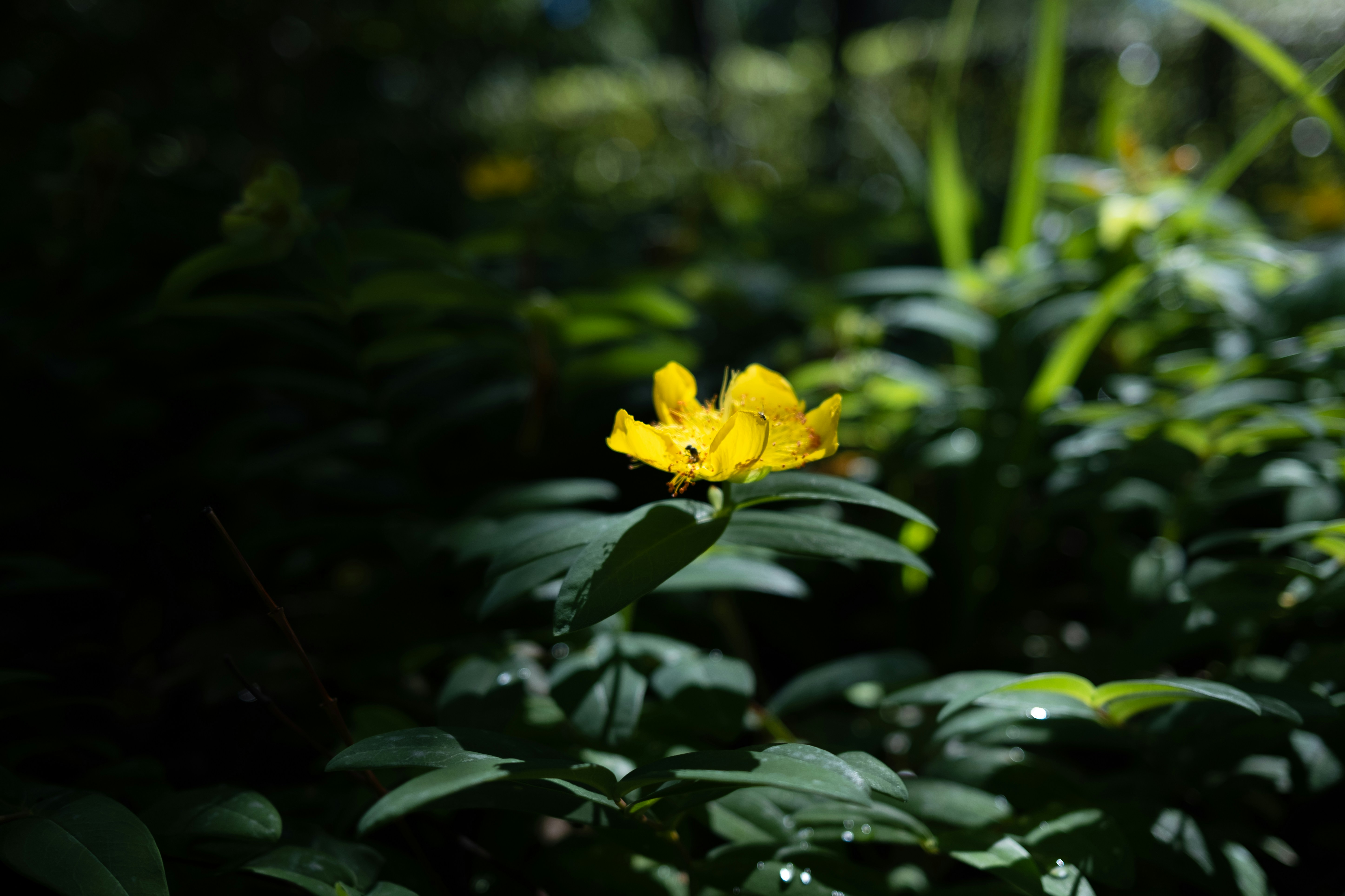 Sunlit Yellow Bloom Anchored in a Shadowed Green Understory