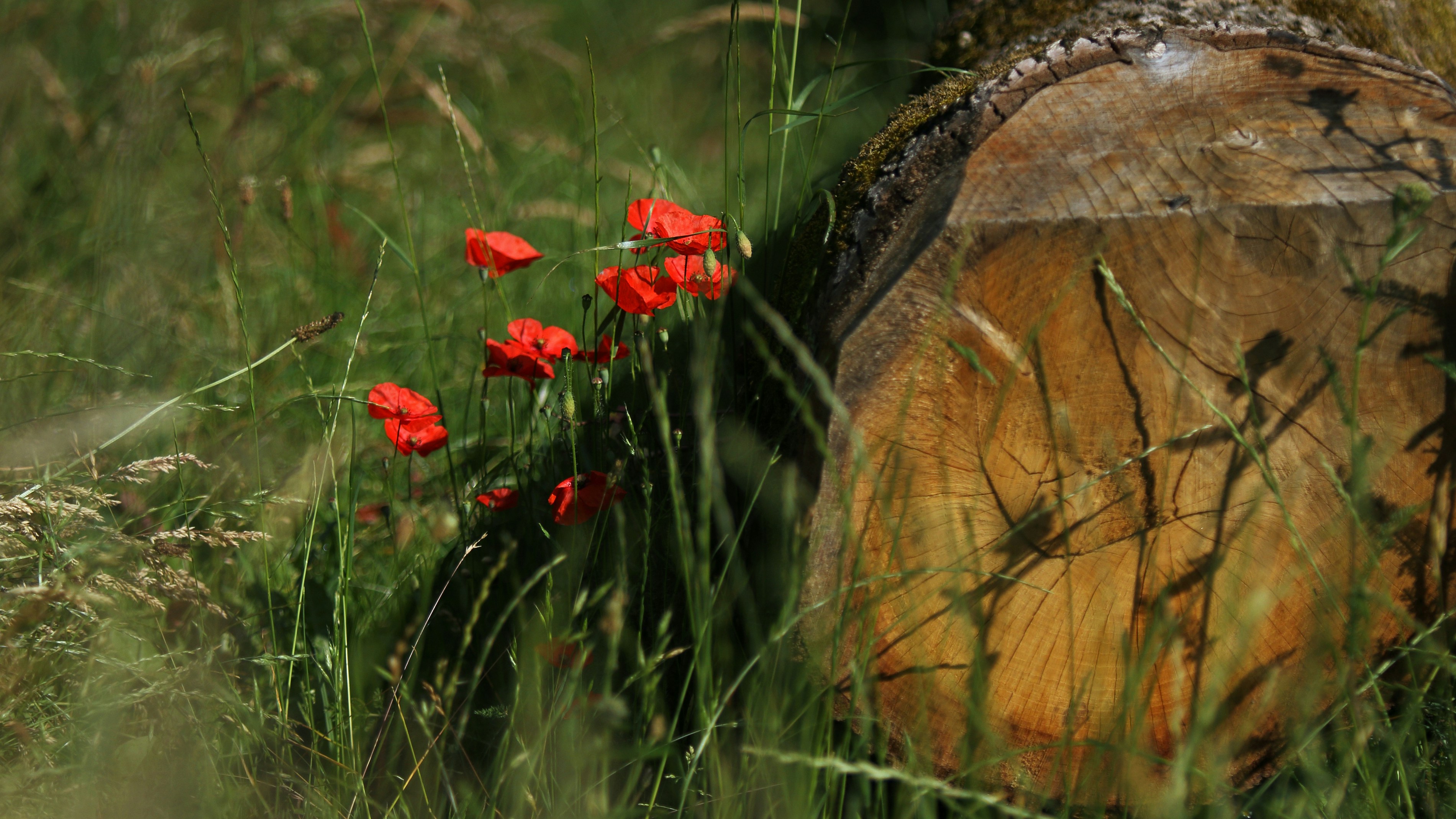Red Poppies at the Tree Stump Edge