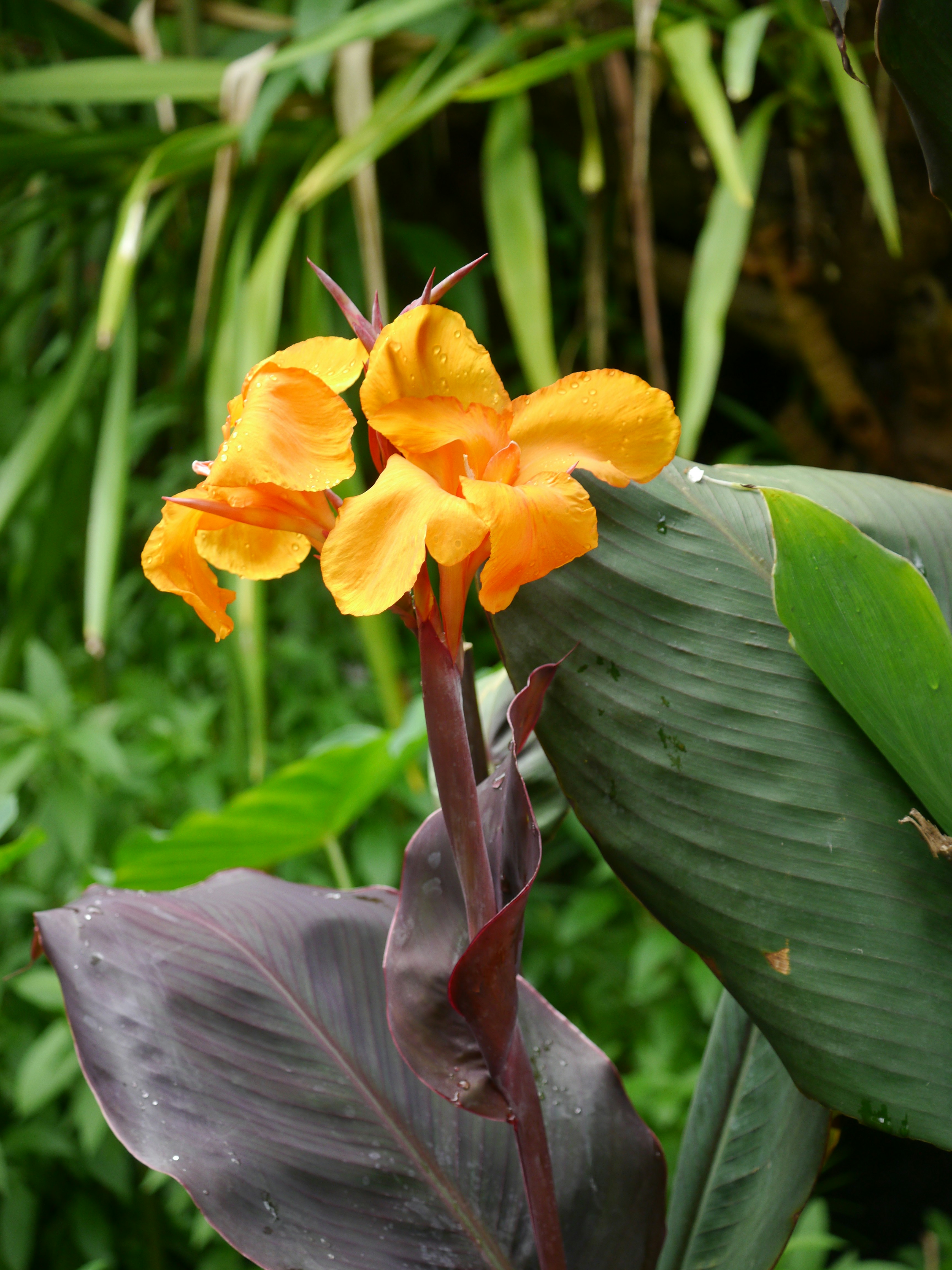 Orange Canna Burst Against Dense Tropical Foliage