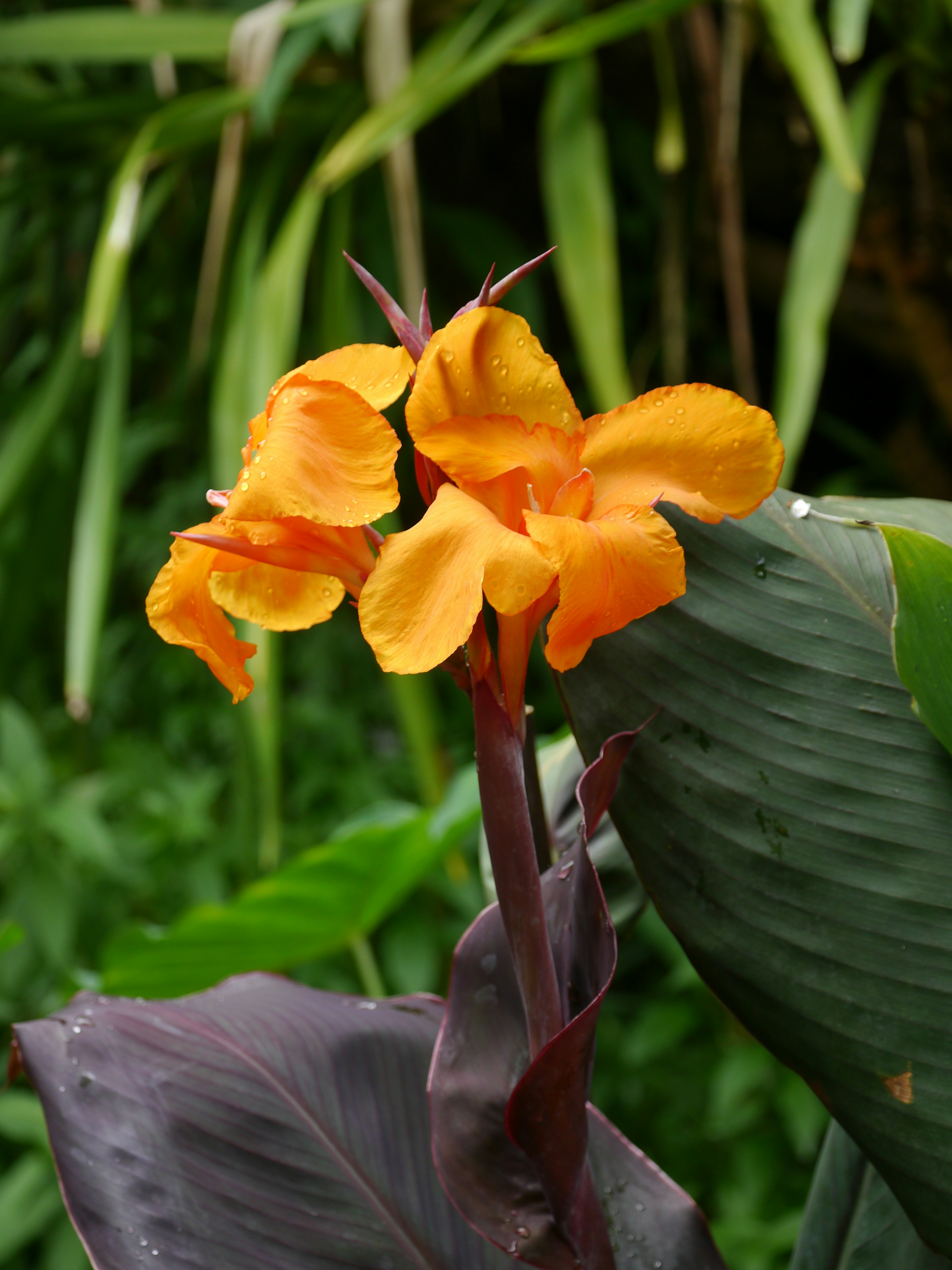 Amber Canna in Velvet Green: Dew-Kissed Blossom in a Tropical Corner