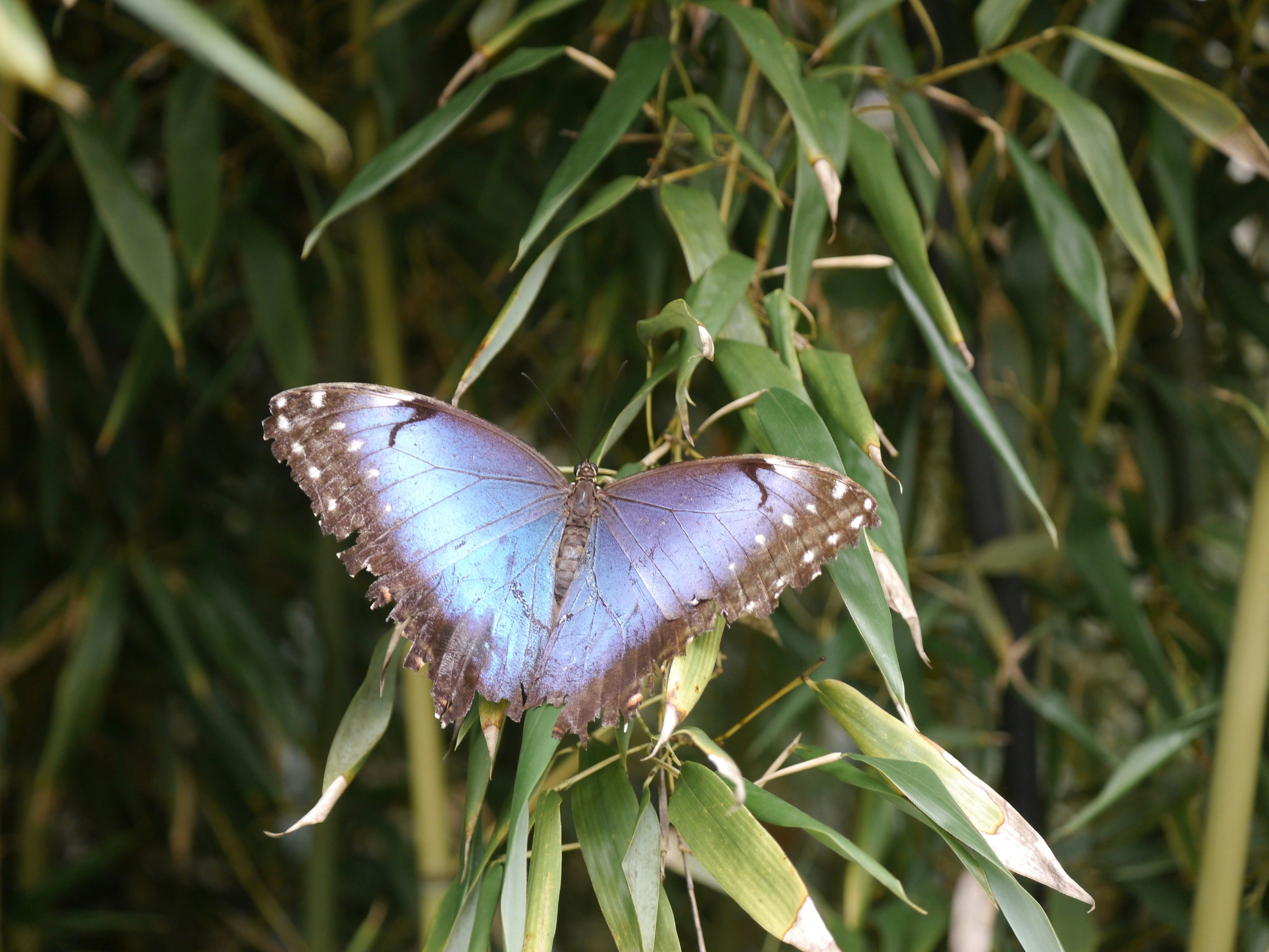 Azure Wings on Bamboo: a Butterfly in Quiet Focus