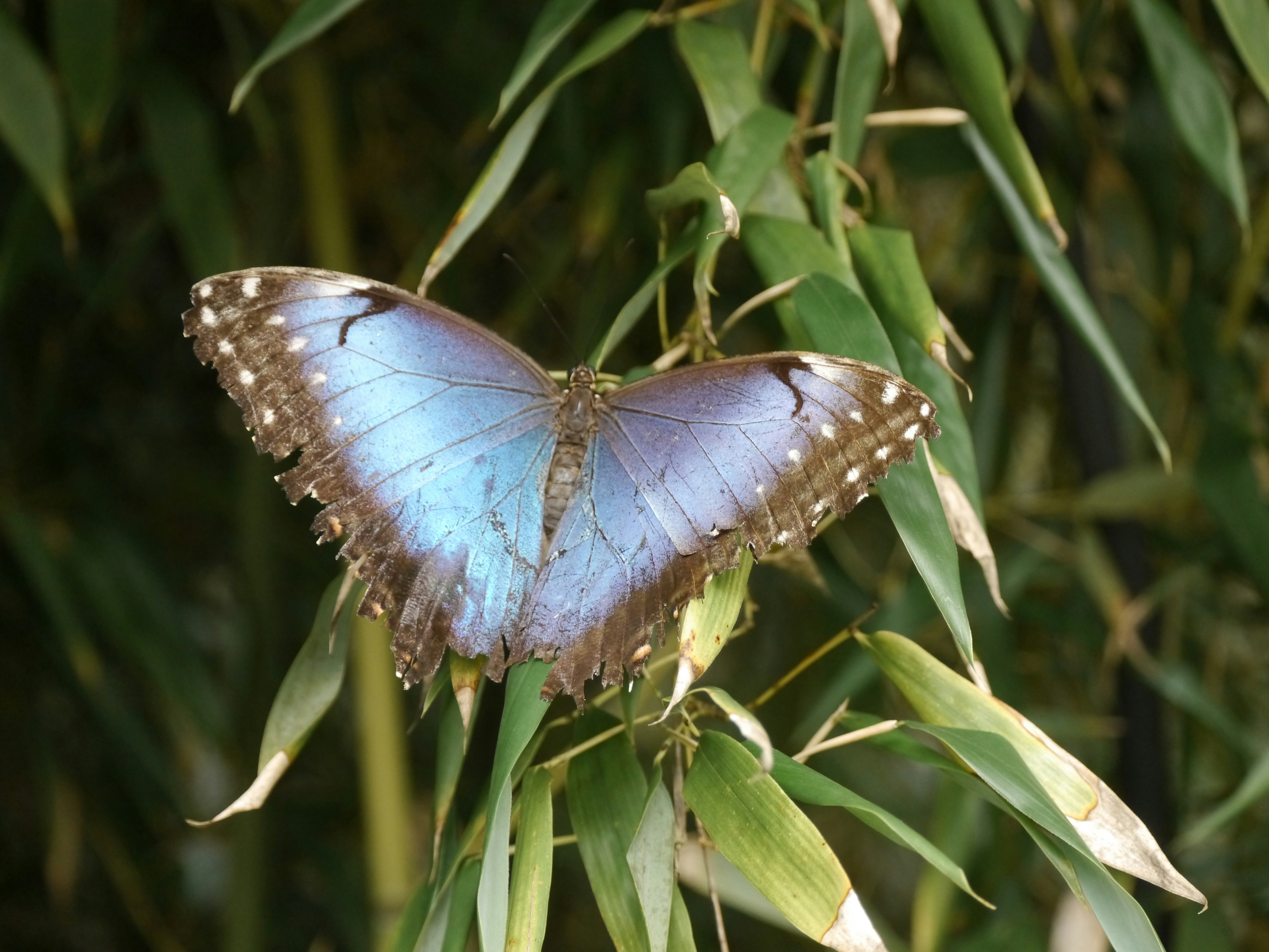 Azure Morpho Resting Among Bamboo Blades
