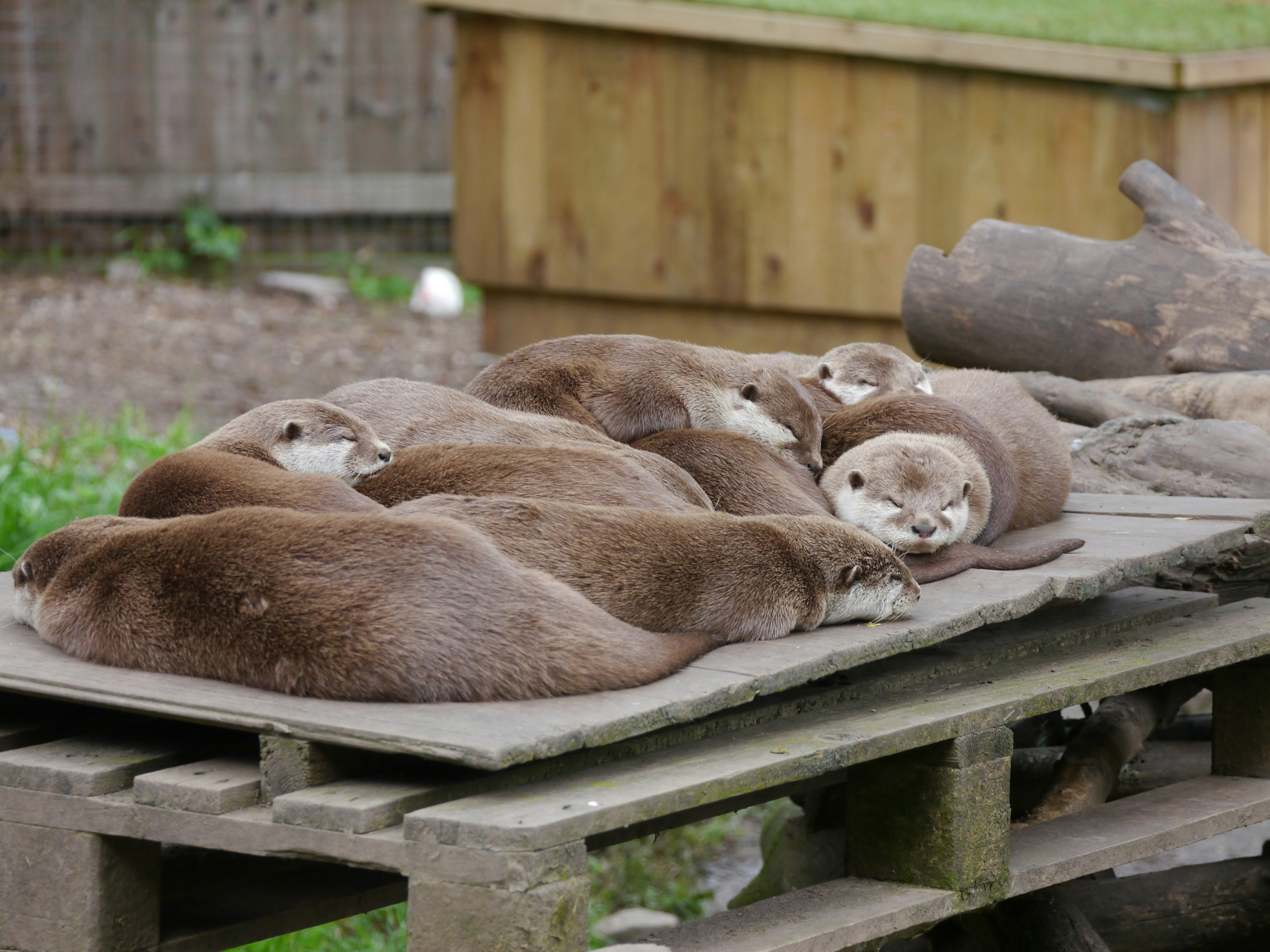 Quiet Slumber on a Weathered Platform: Otters at Rest