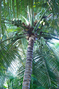 Coconut Crown: Sunlit Palm Fronds Framing a Central Cluster