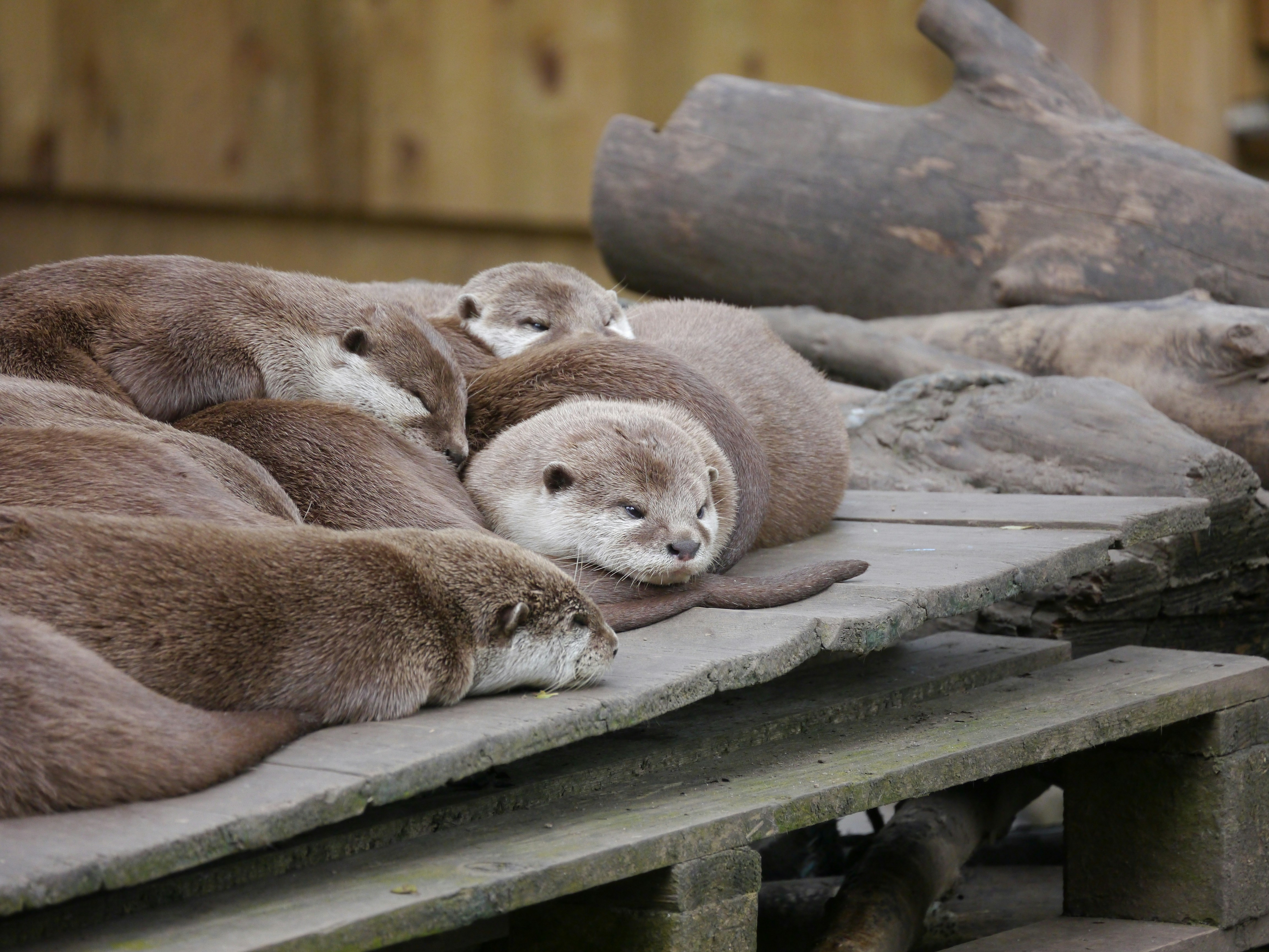 Sunlit Slumber: A Cohort of Otters Resting on a Weathered Pier