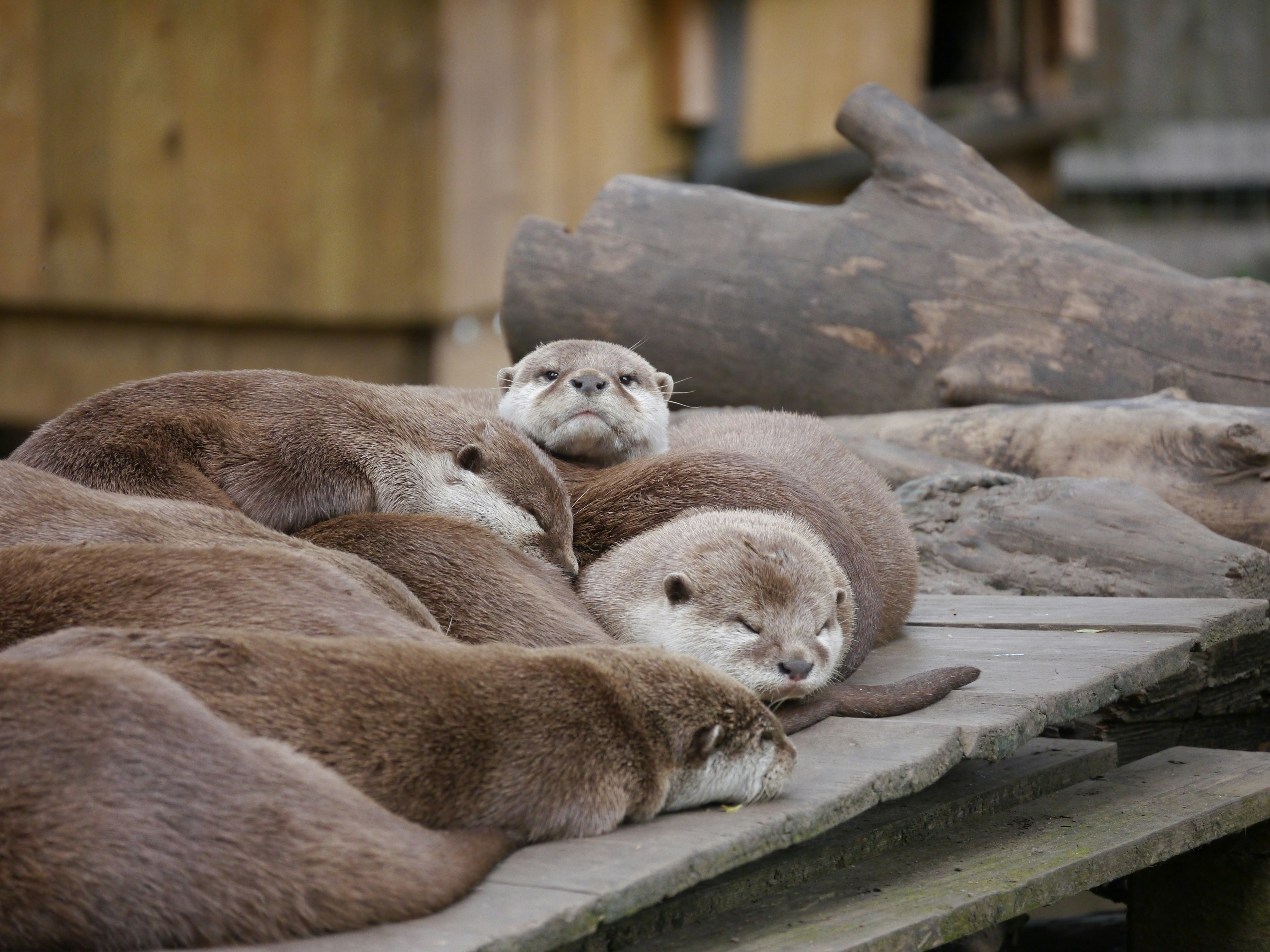 Sunlit Slumber: A Quiet Row of Otters Resting on Weathered Planks