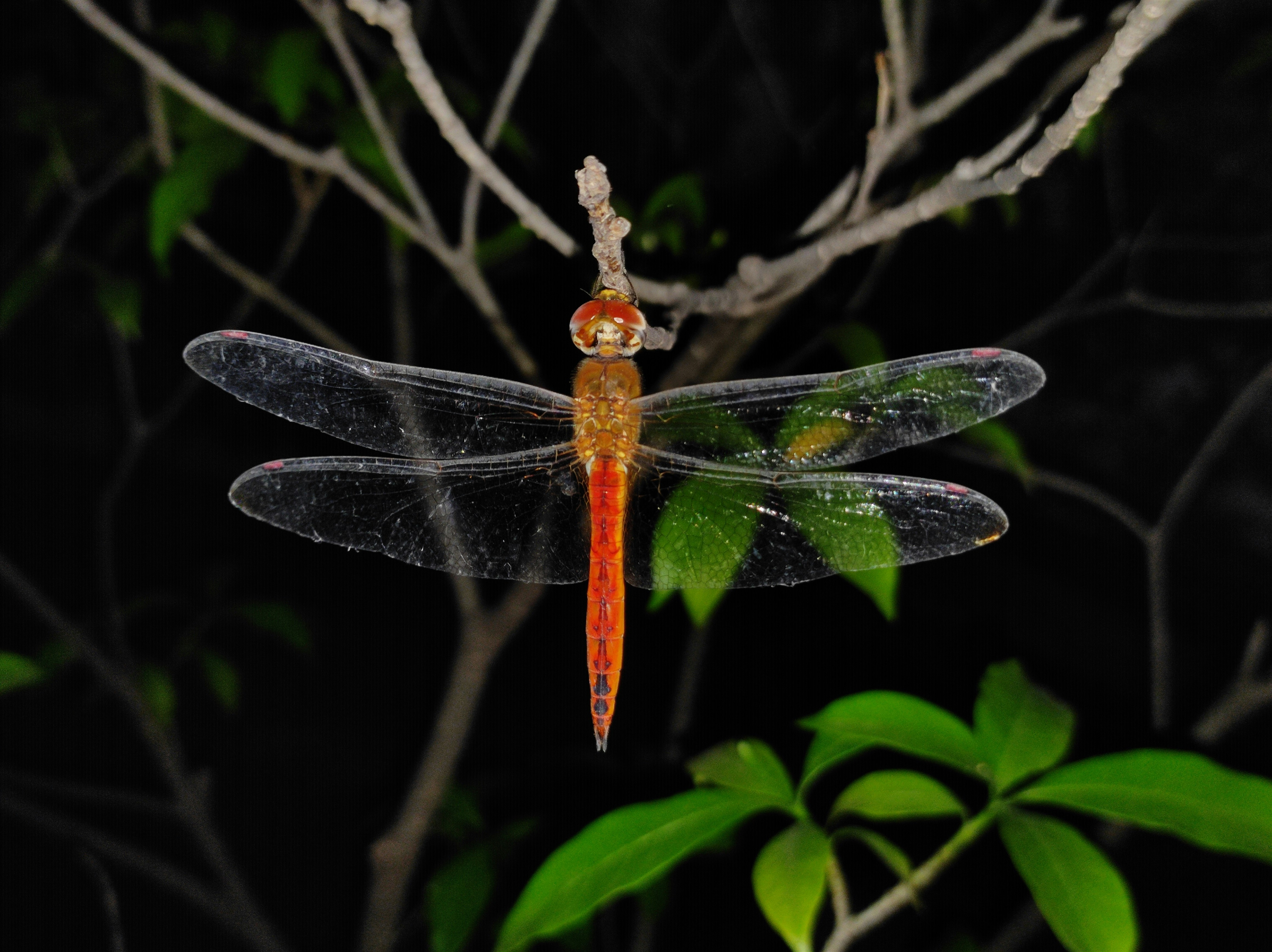 Crimson Sentinel: a bright orange dragonfly poised against a dark backdrop