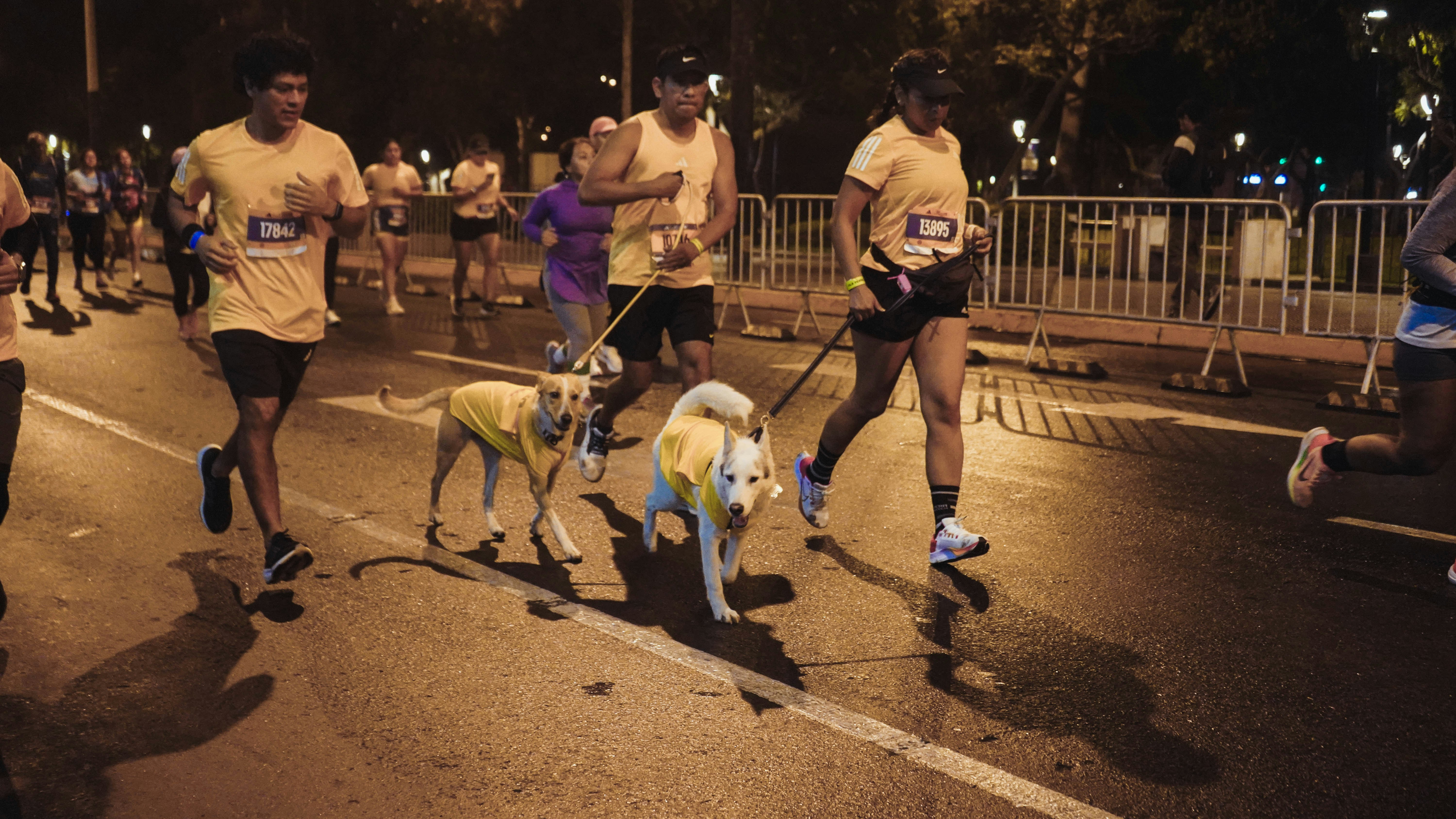 Midnight Dash: Neon-vested dogs surge through the city street race