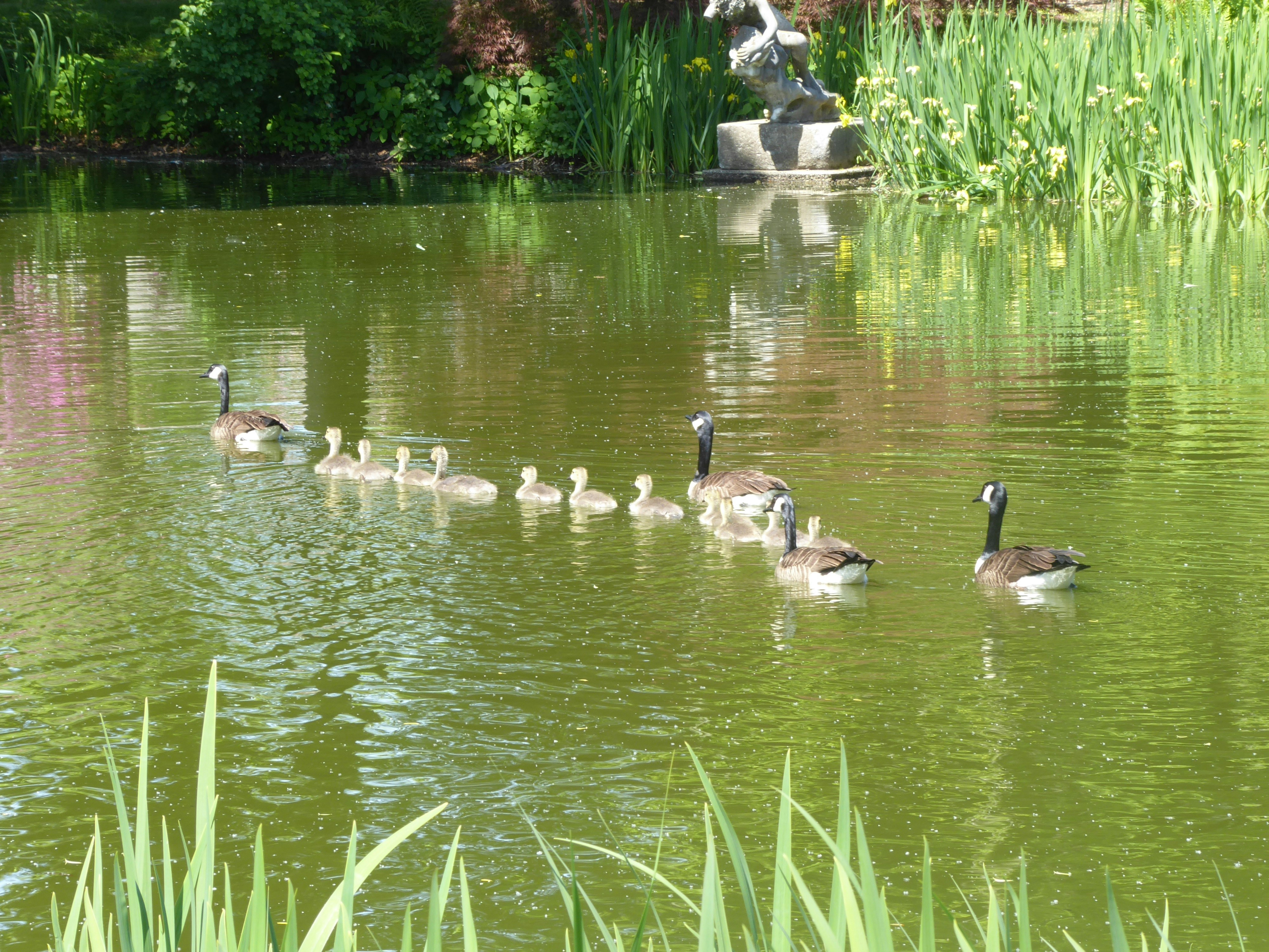 Family of Geese Traverses a Serene Garden Pond