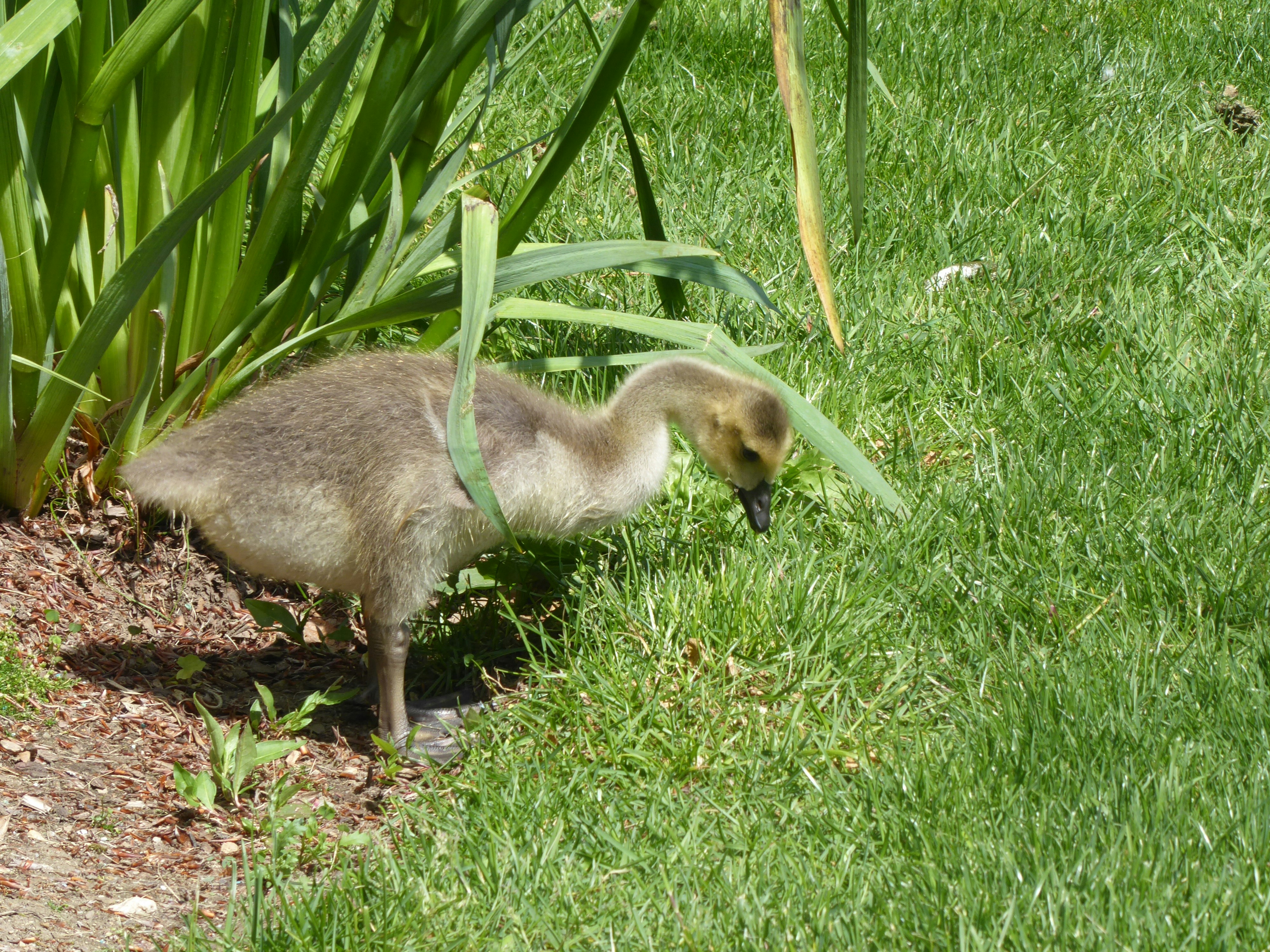 An adorable gosling by some plants