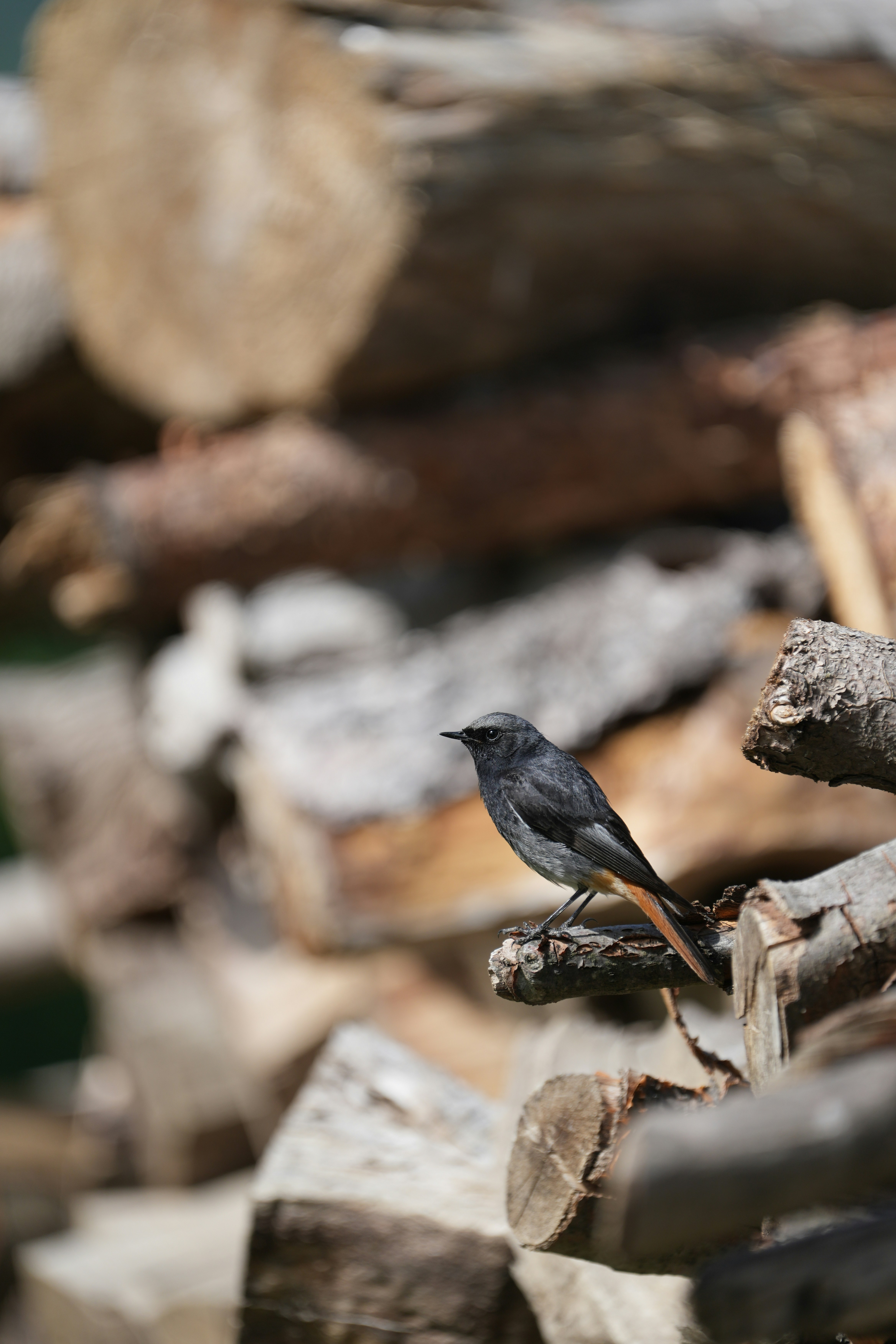Coal-Gray Wanderer on Weathered Wood: A Quiet Woodpile Encounter