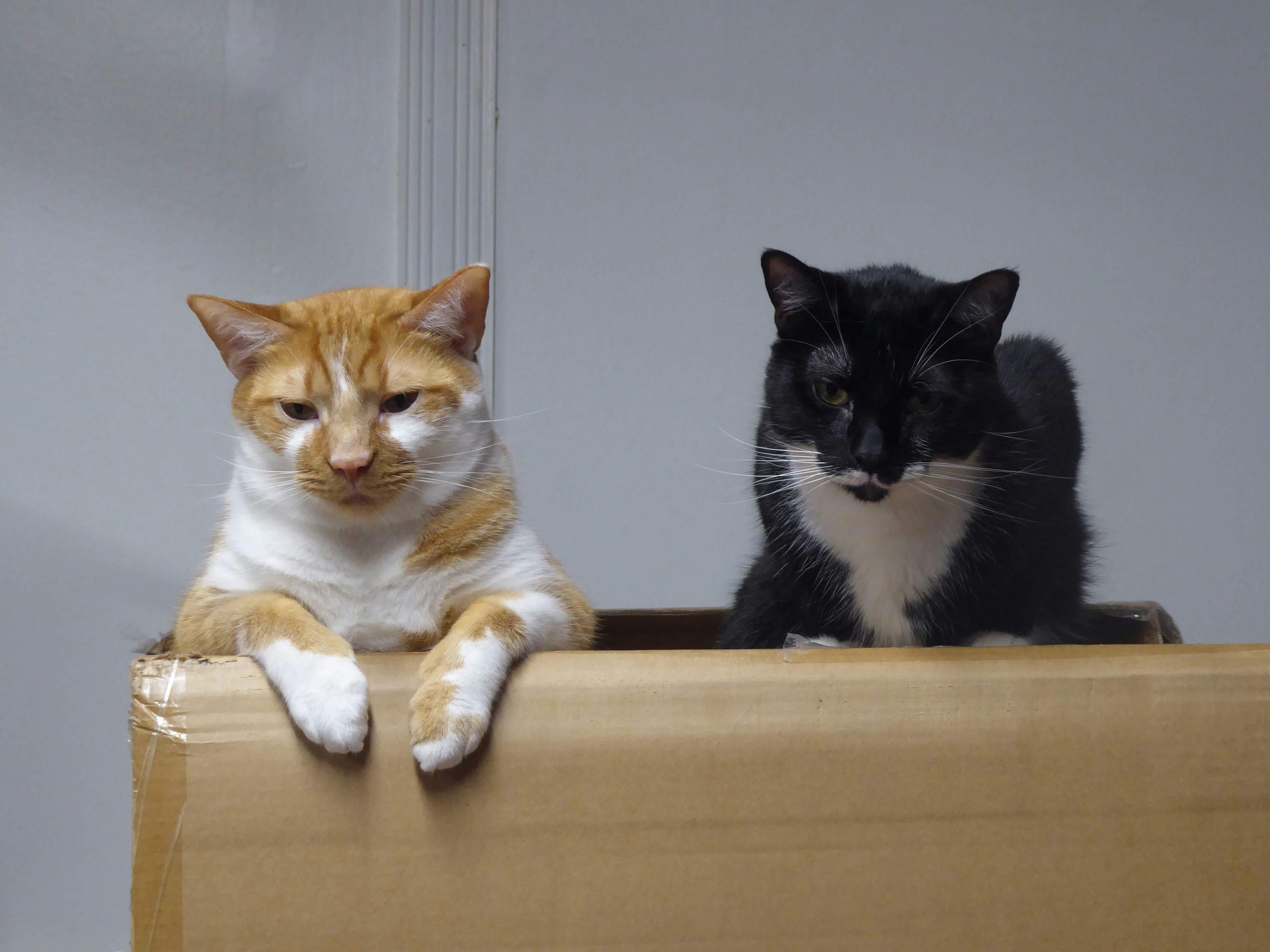 Two Katzen in a cardboard cradle: orange and black sit side by side