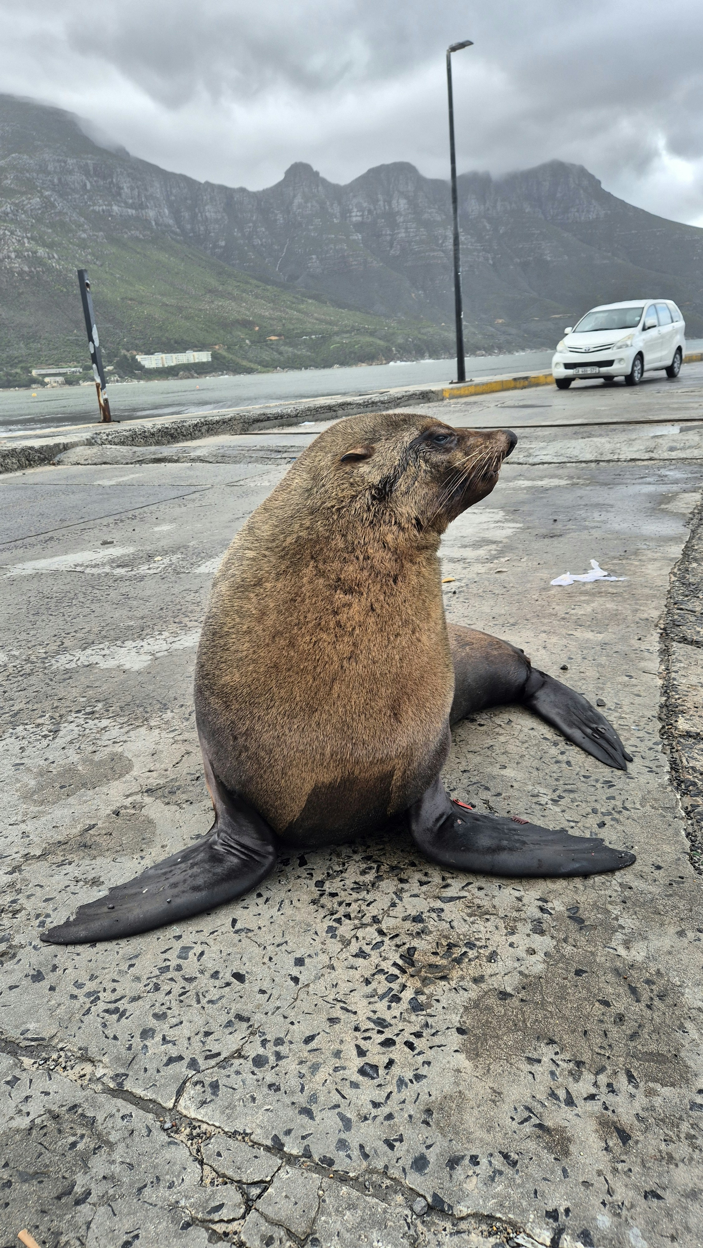A sea lion lounges on a weathered pier with a white van in the background and a rugged mountain range beneath cloudy skies.